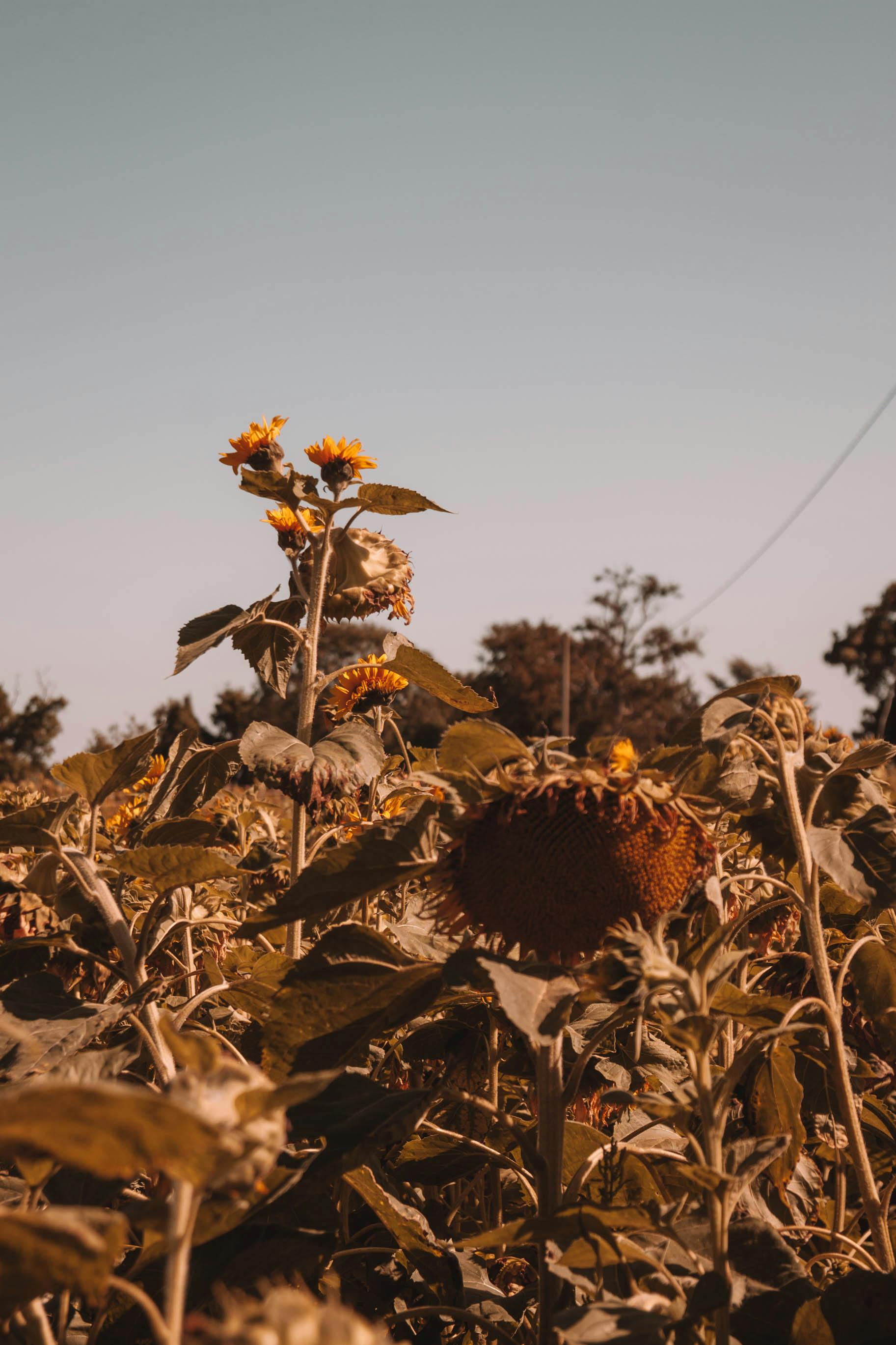Withered Sunflower Photos, Download The BEST Free Withered Sunflower ...