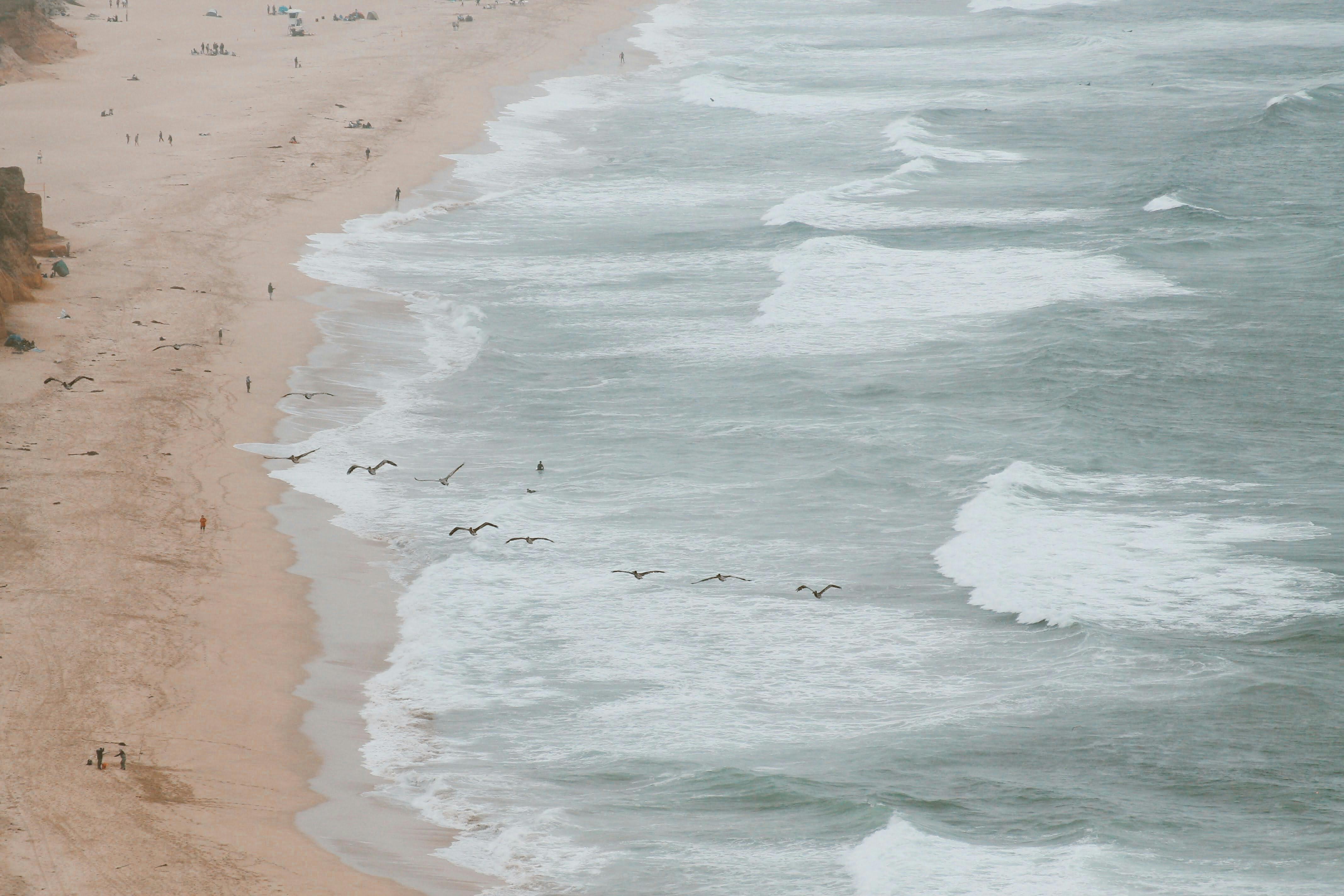 Photo of Birds Flying at the Beach · Free Stock Photo