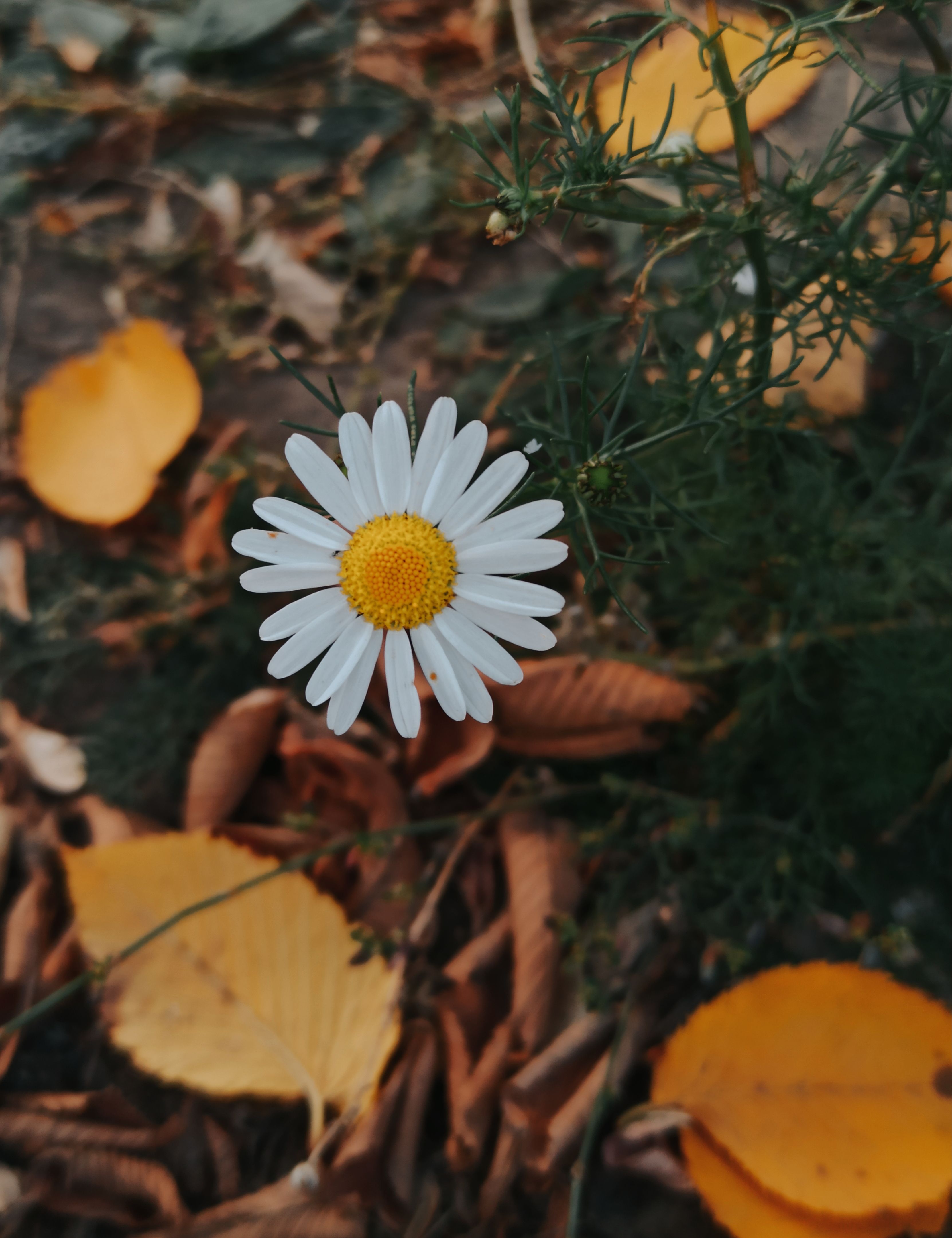 Close-up Photography of a Common Daisy Flower · Free Stock Photo