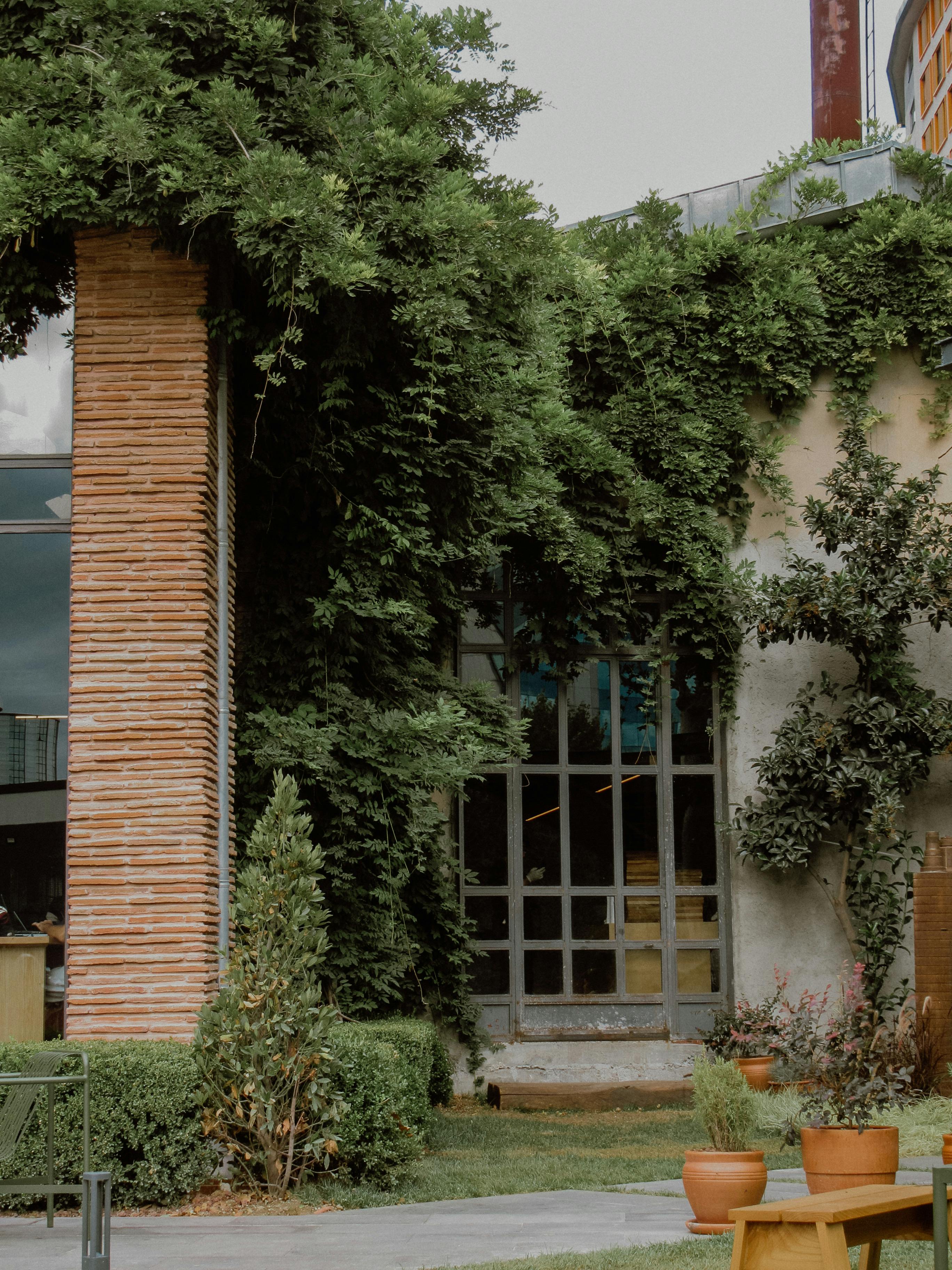 Concrete Building Covered with Green Leaves · Free Stock Photo