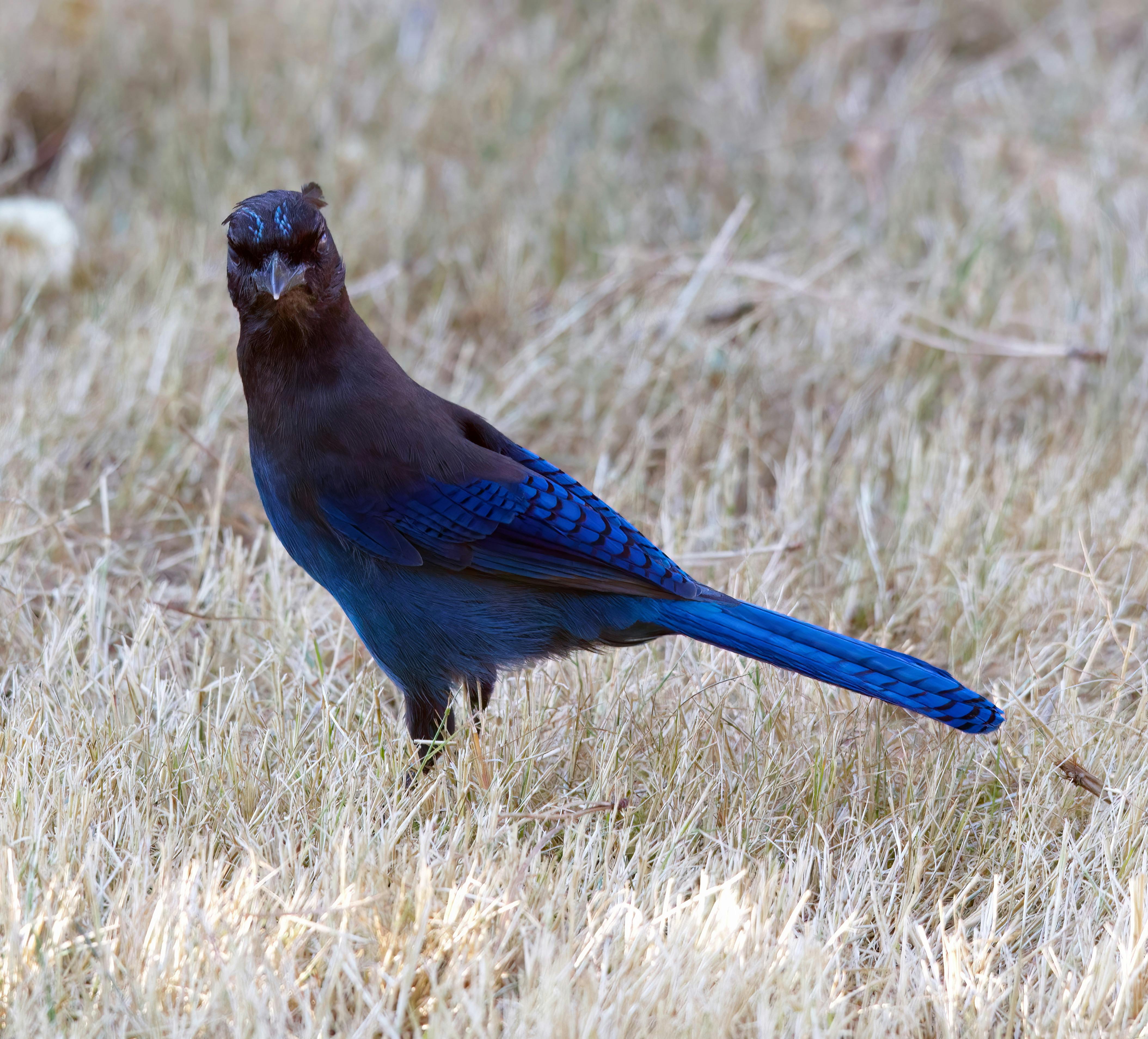 Close-Up Photo of a Stellar's Jay Bird · Free Stock Photo