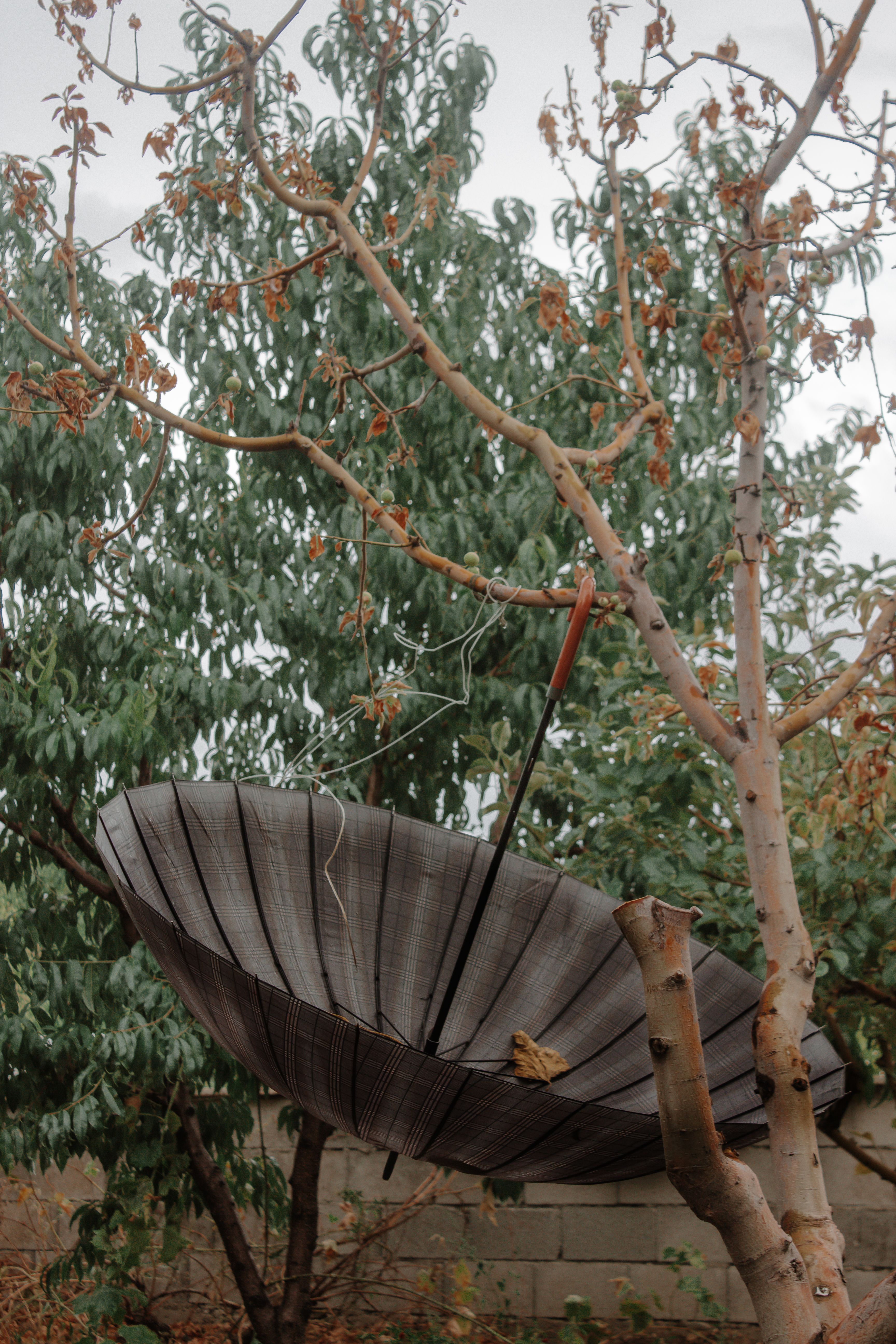 Black Umbrella Hanging on Tree Branch · Free Stock Photo