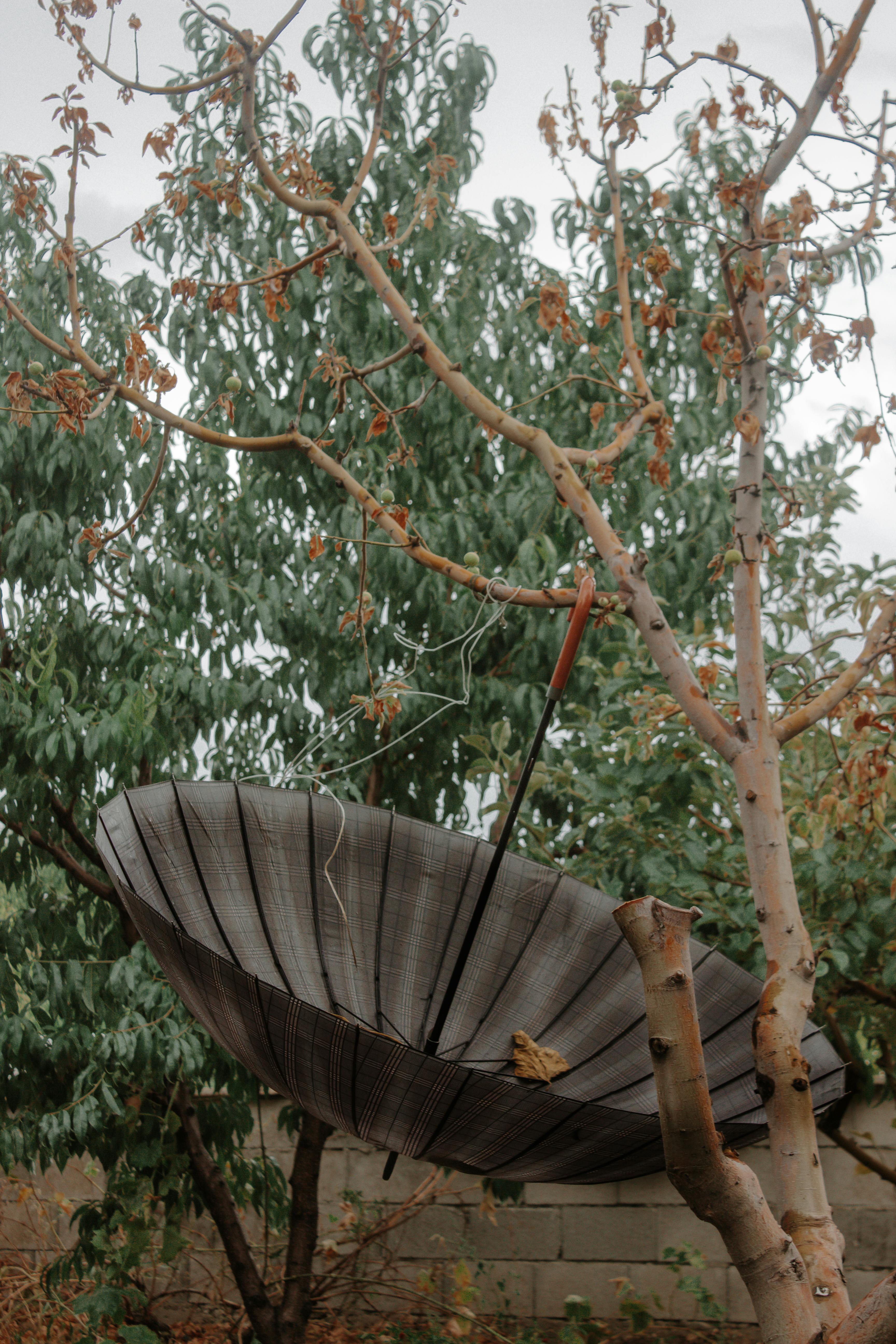 Witcher Sword on Tree · Free Stock Photo