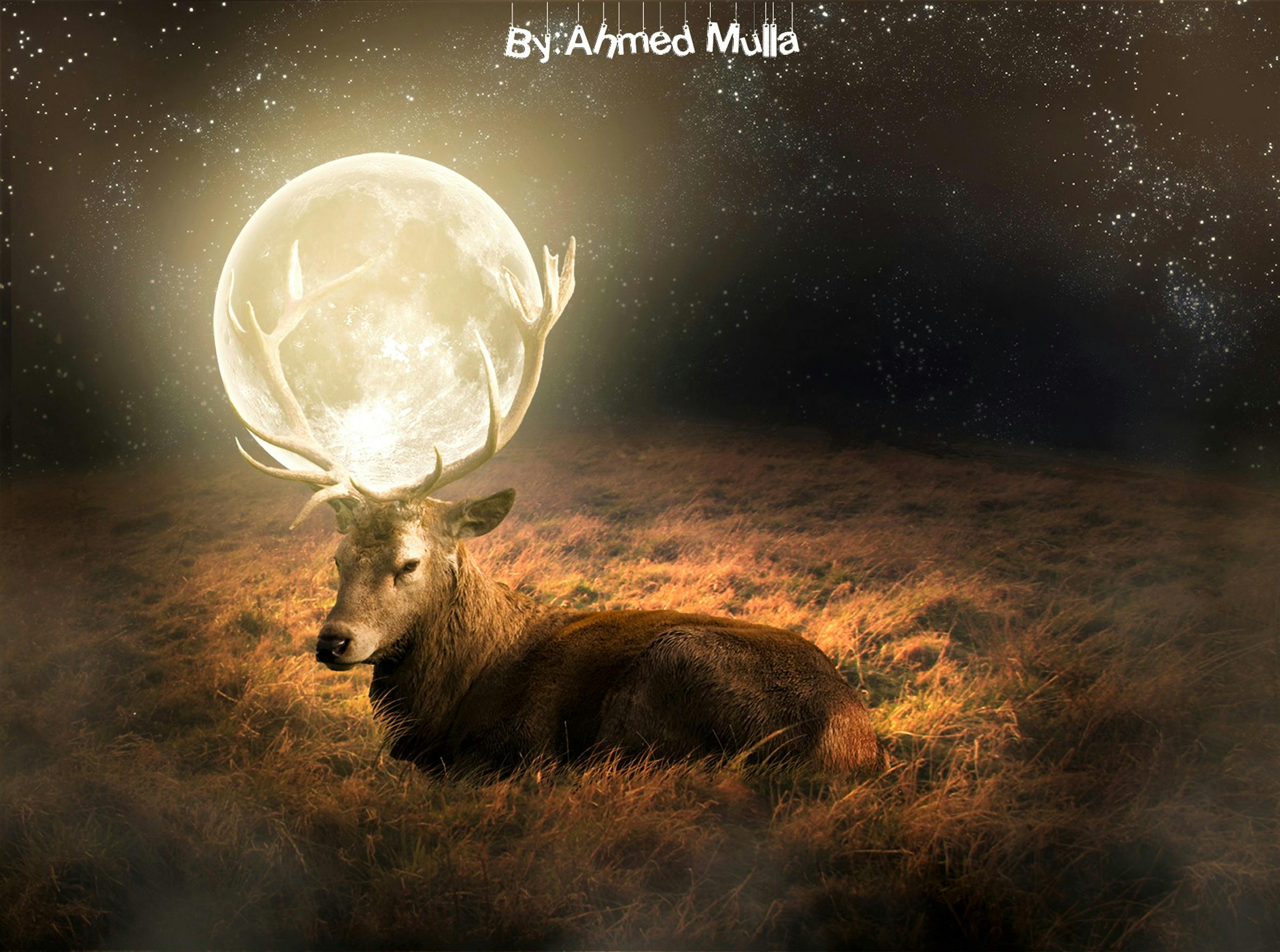 animals 25 Photos & Videos Collected by Ahmed Mulla