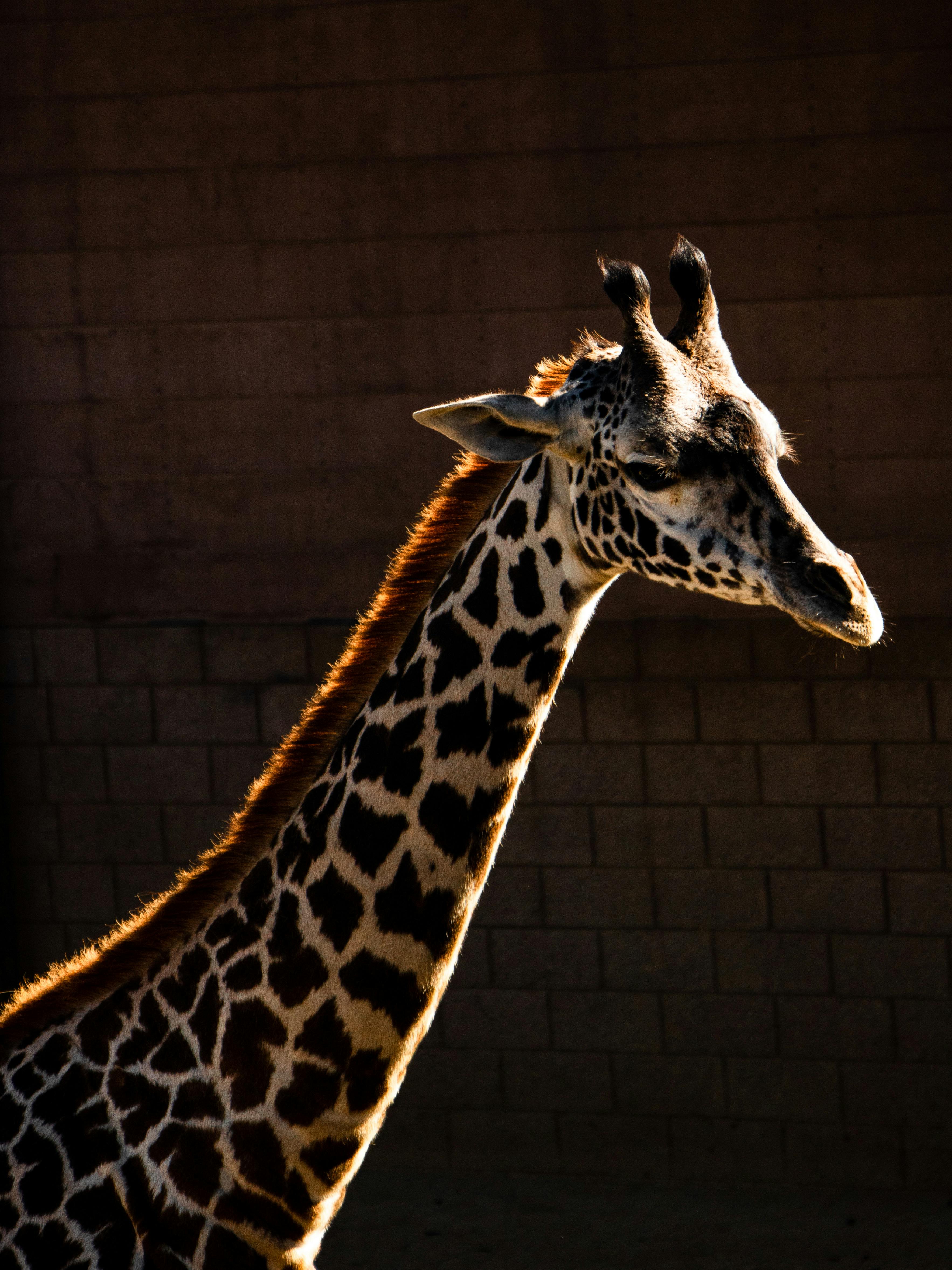 Close Up Shot of a Giraffe · Free Stock Photo