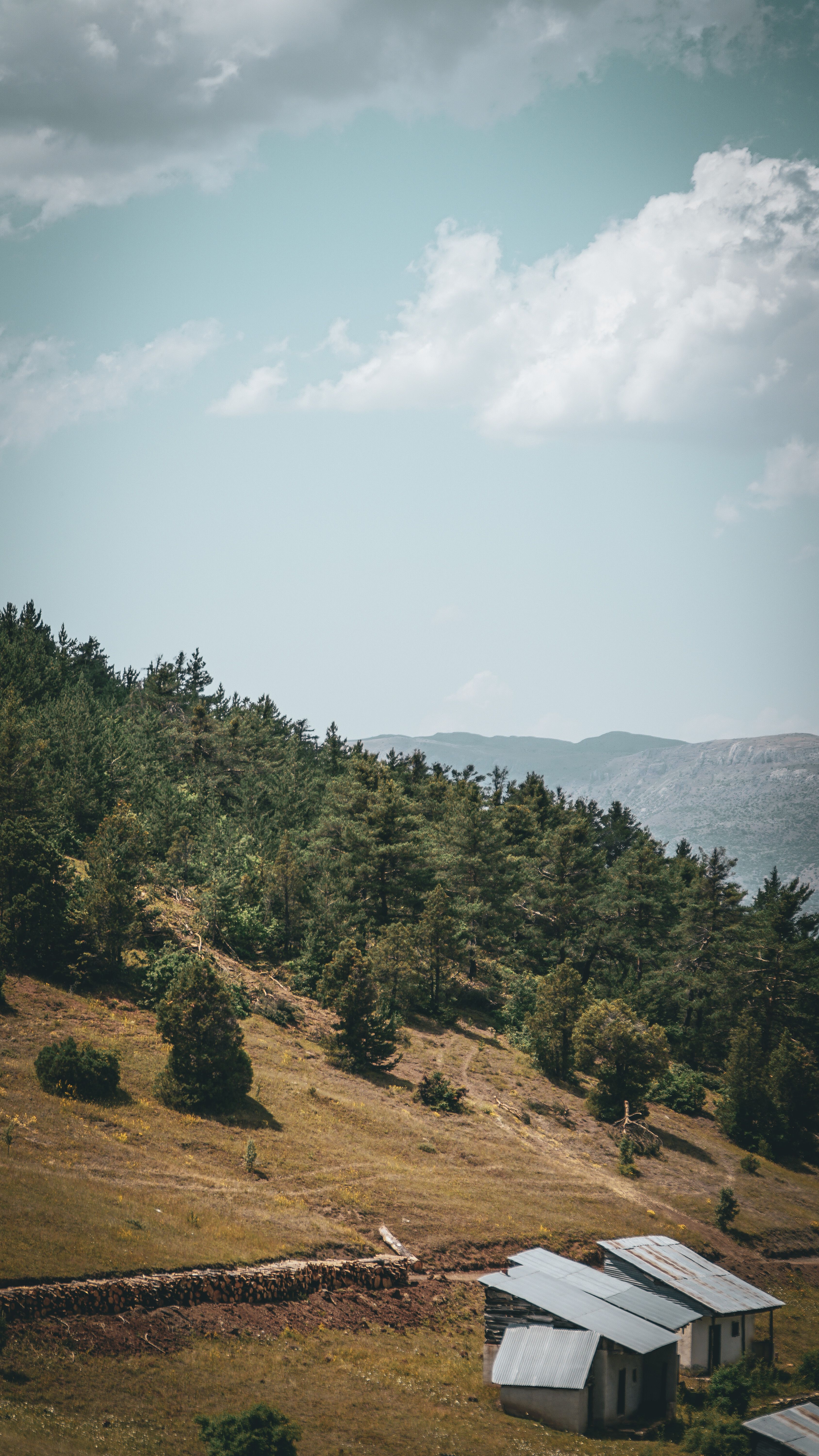 Forest on Hill in Countryside · Free Stock Photo