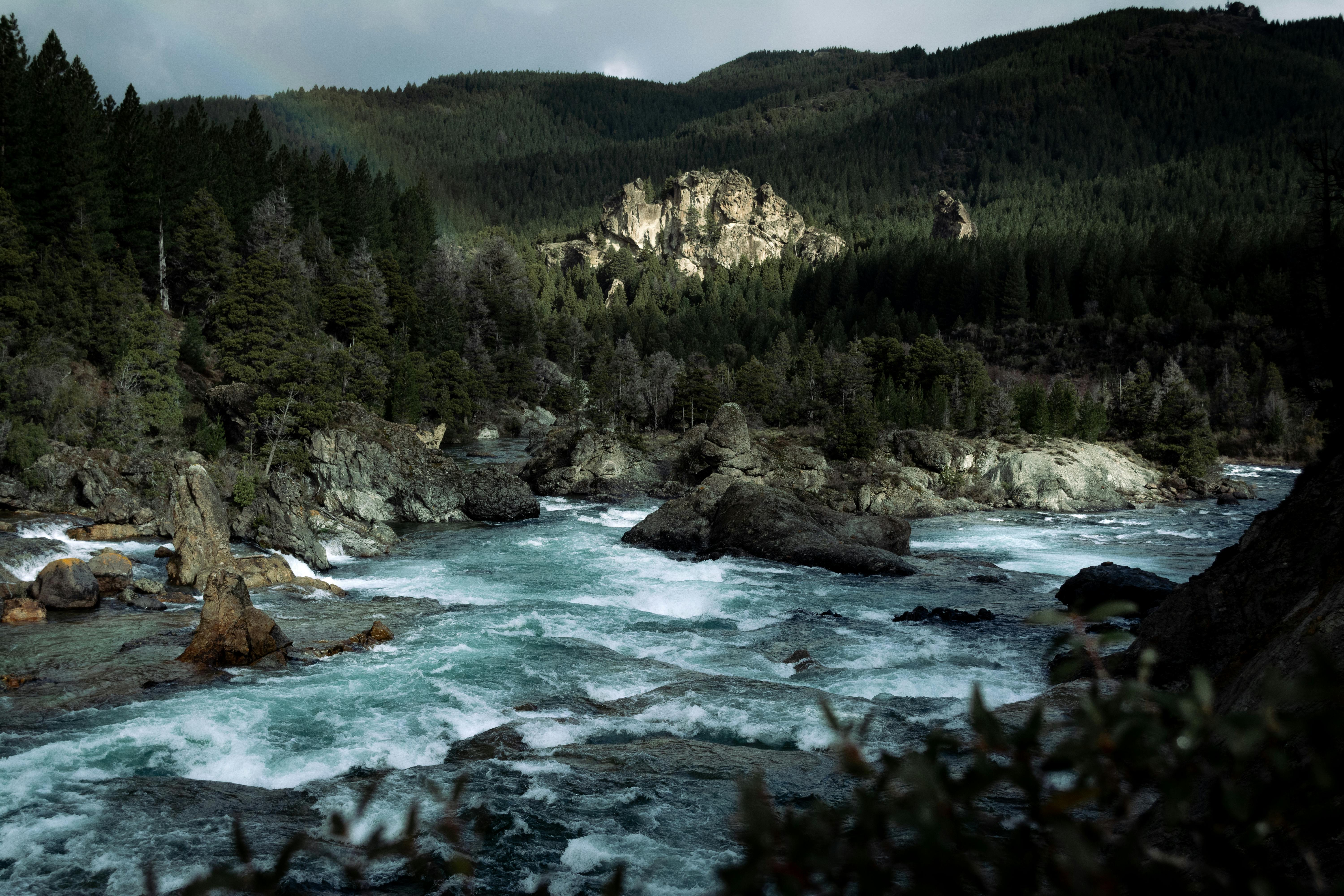 Stream in Forest · Free Stock Photo