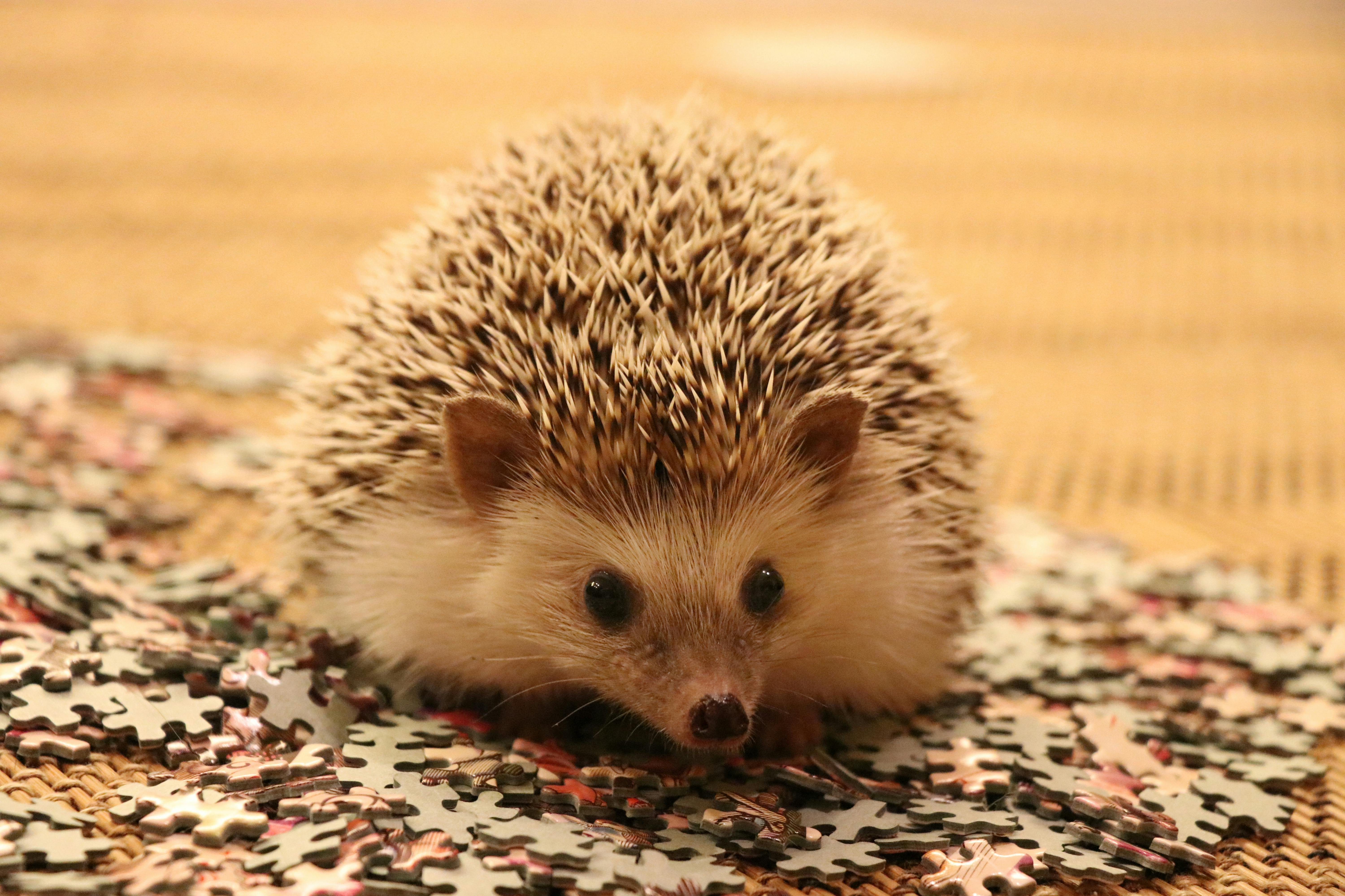 toshihiko tanaka - Photography