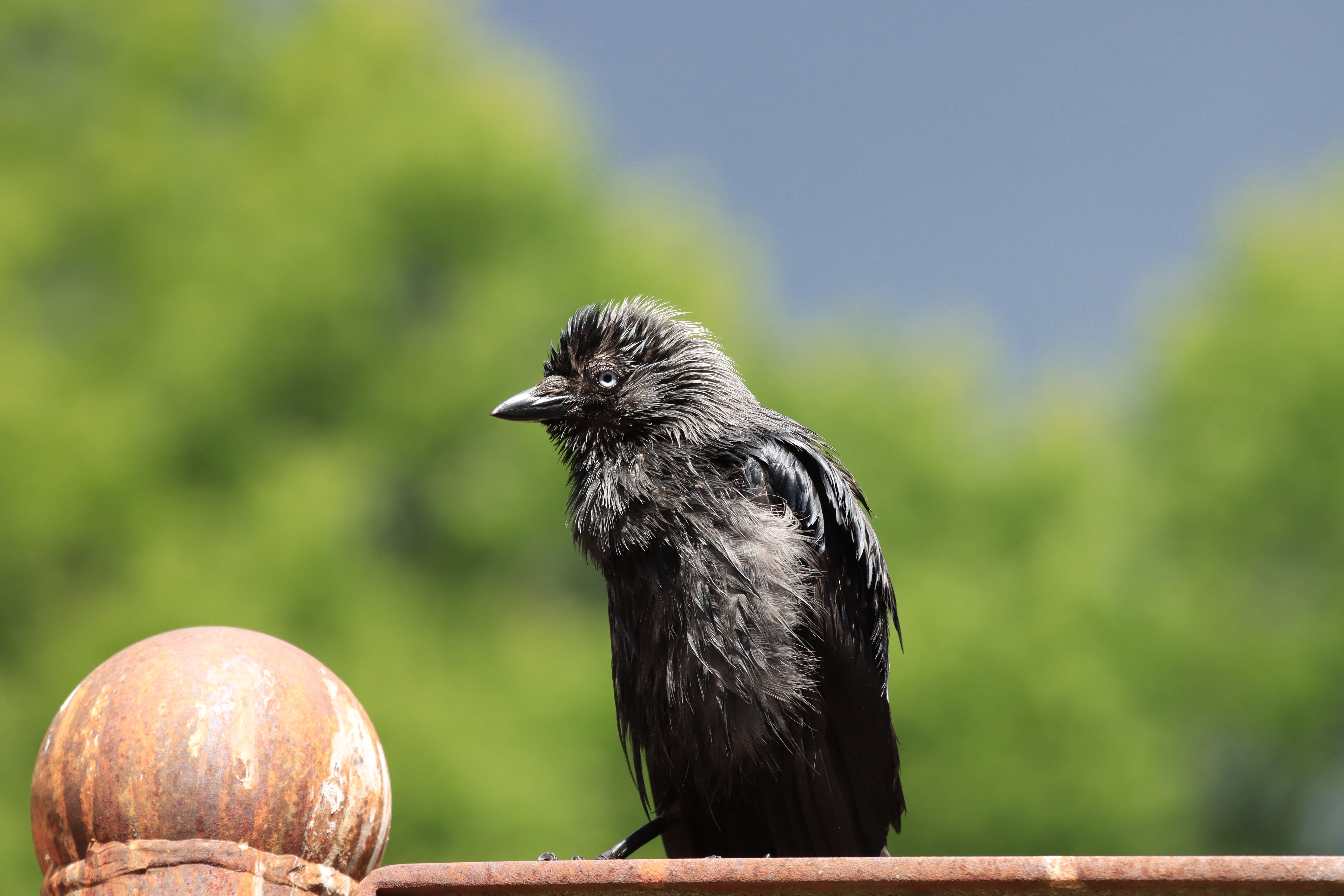 Black Bird in Close Up Shot · Free Stock Photo