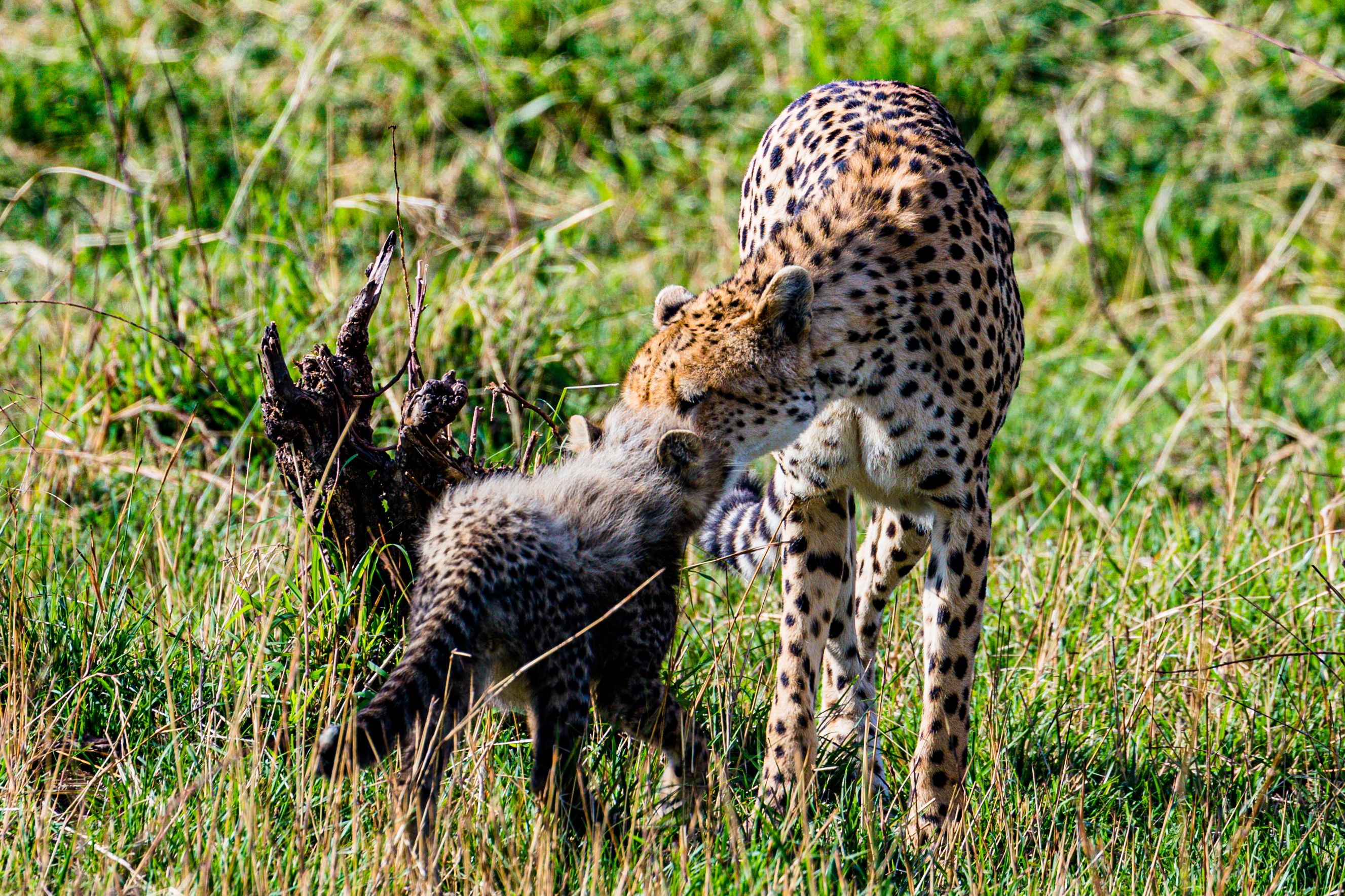 Cheetah Lying Down Under Tree on Brown Ground · Free Stock Photo