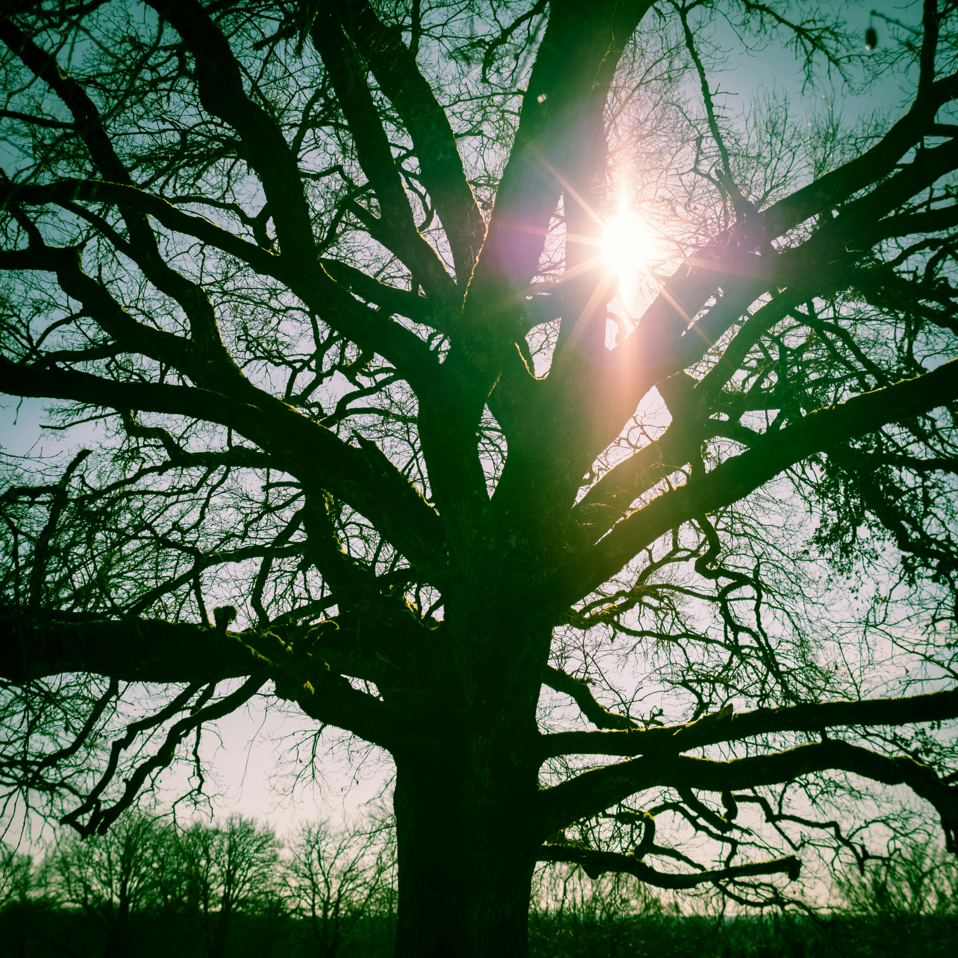 Backlit behind Tree in Nature · Free Stock Photo
