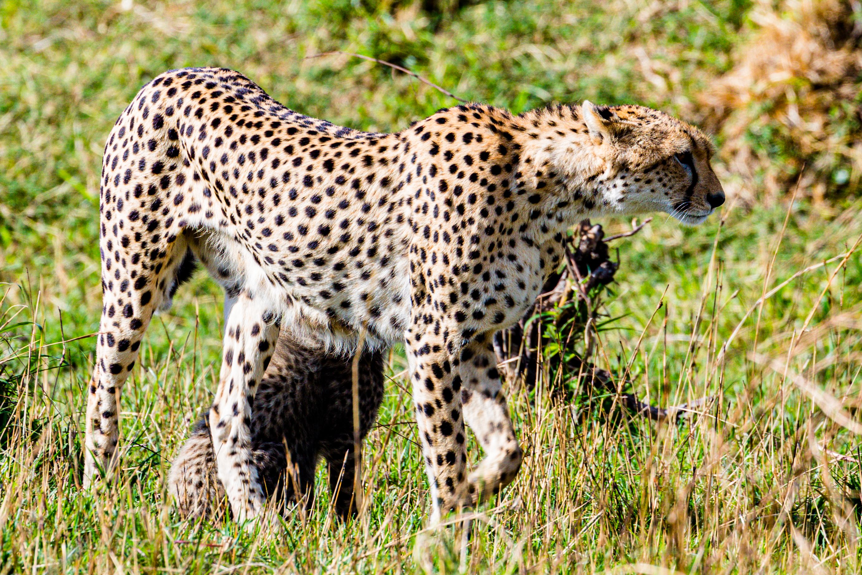 Cheetah in Nature · Free Stock Photo