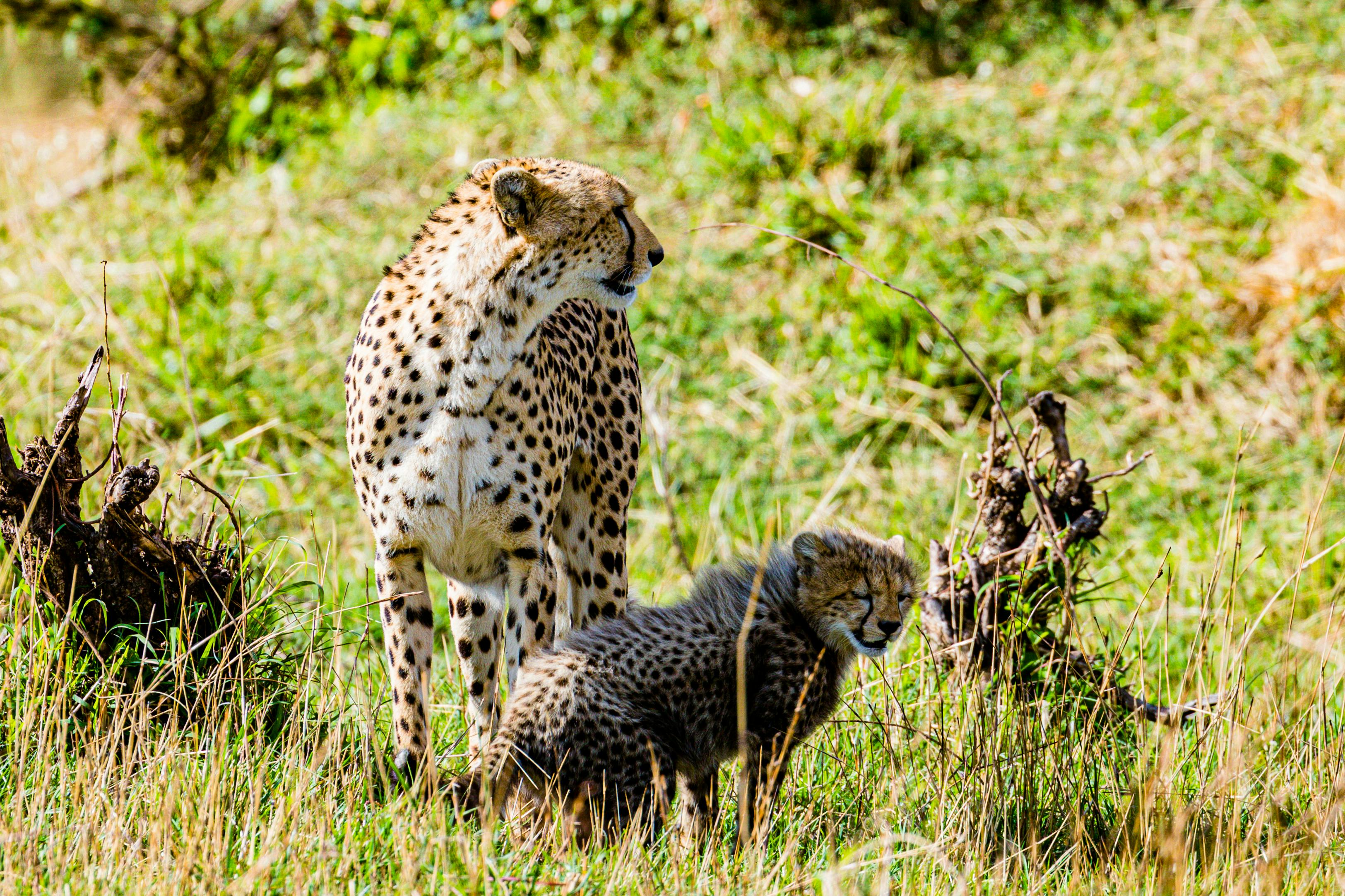 Wild Animal Running on Grassland · Free Stock Photo
