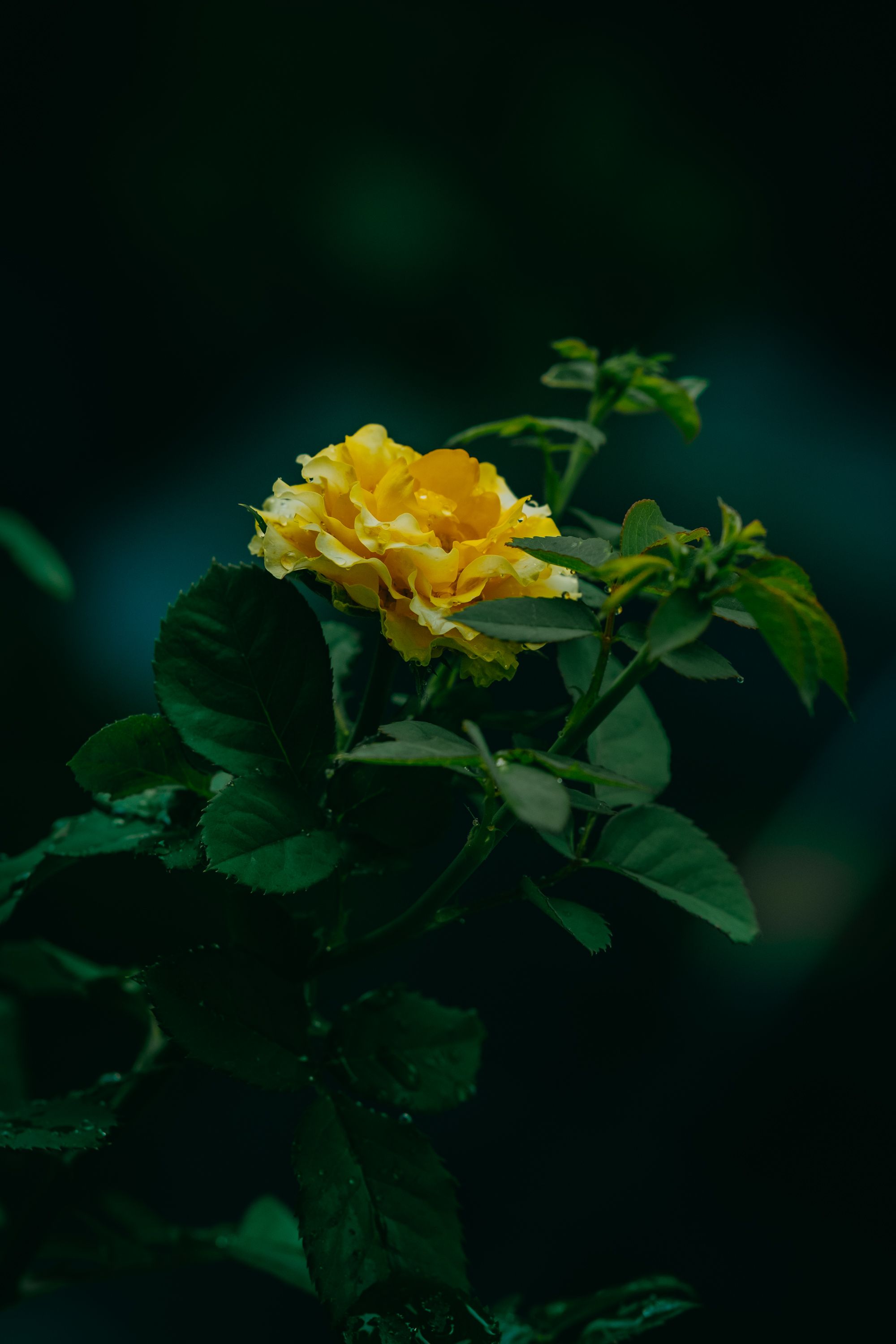 Yellow Sunsprite Flower with Green Leaves · Free Stock Photo