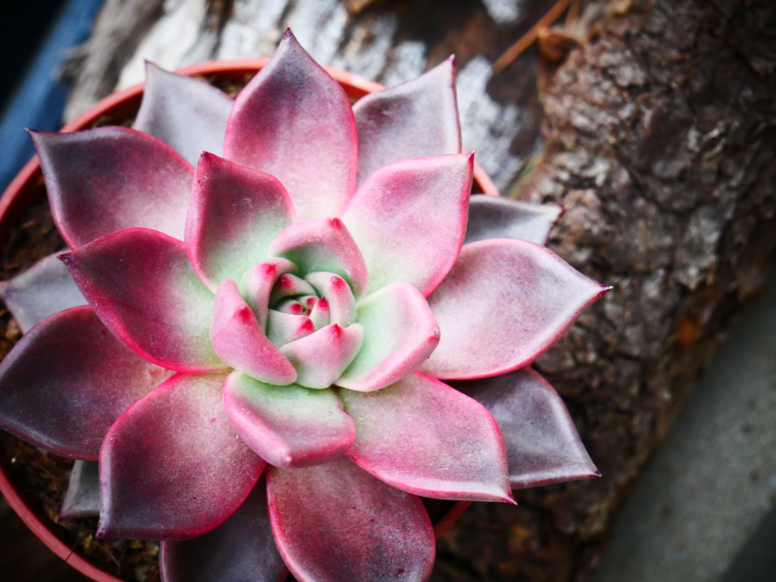 Succulent Photos, Download The BEST Free Succulent Stock Photos & HD Images