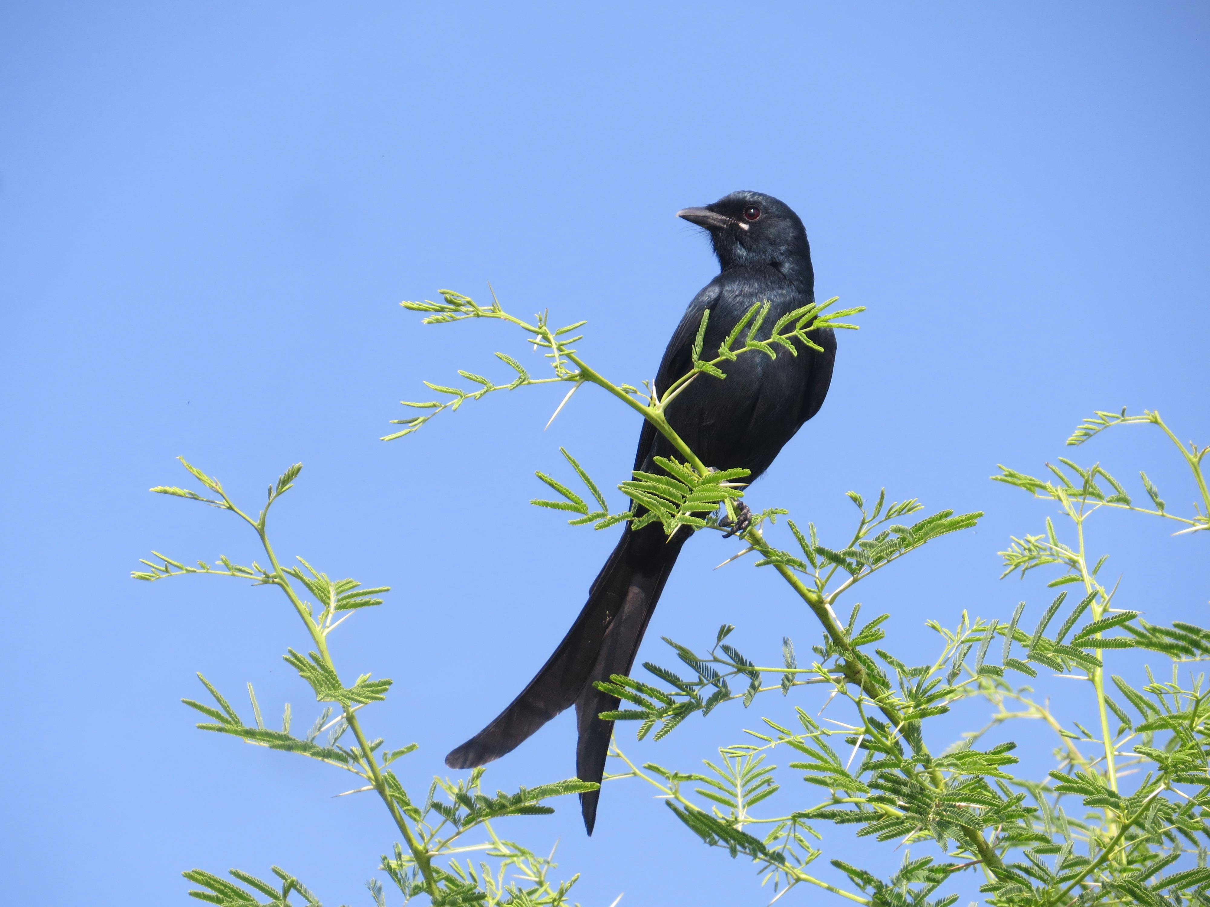Black Bird on Tree Branch · Free Stock Photo