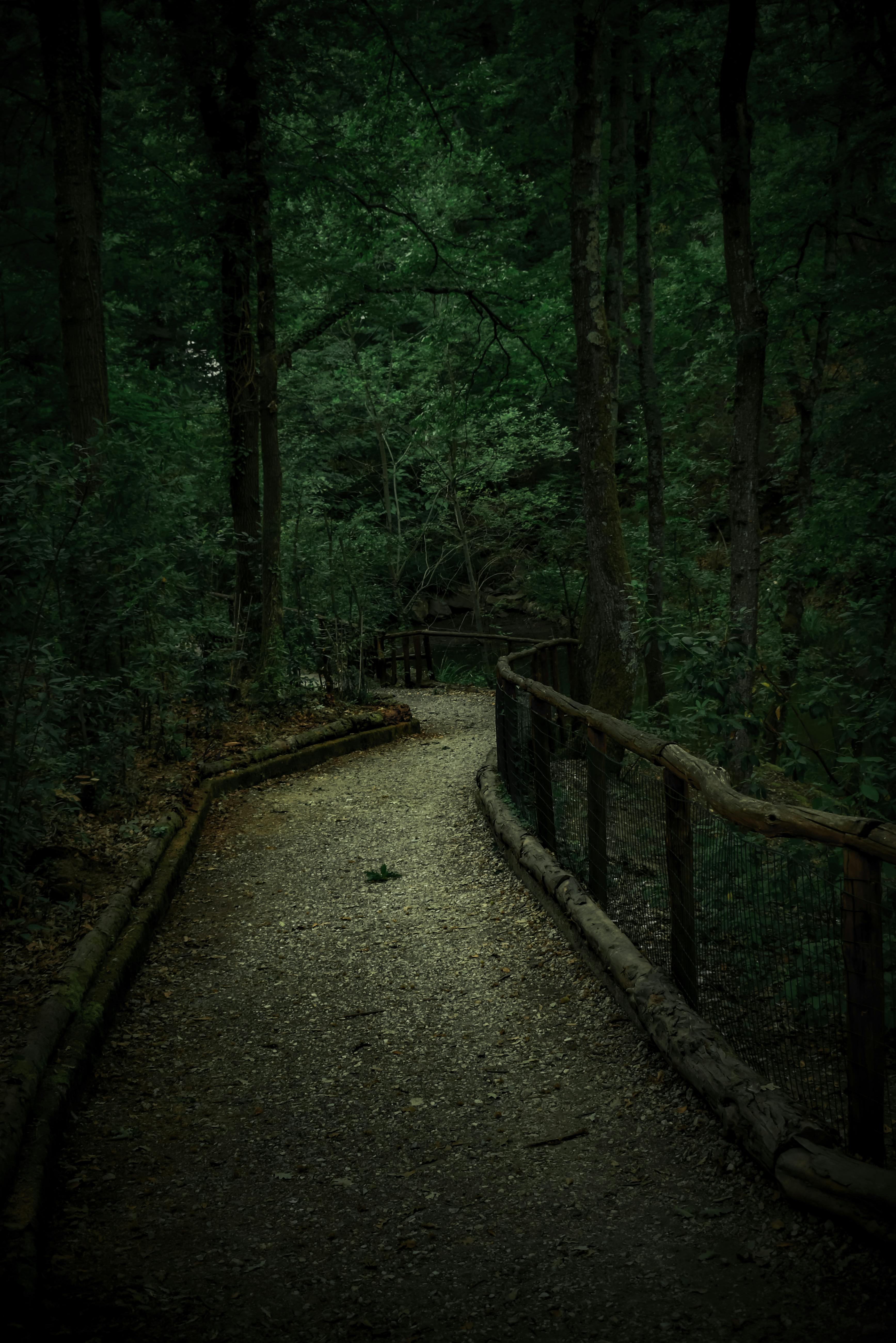 Pathway in Forest · Free Stock Photo