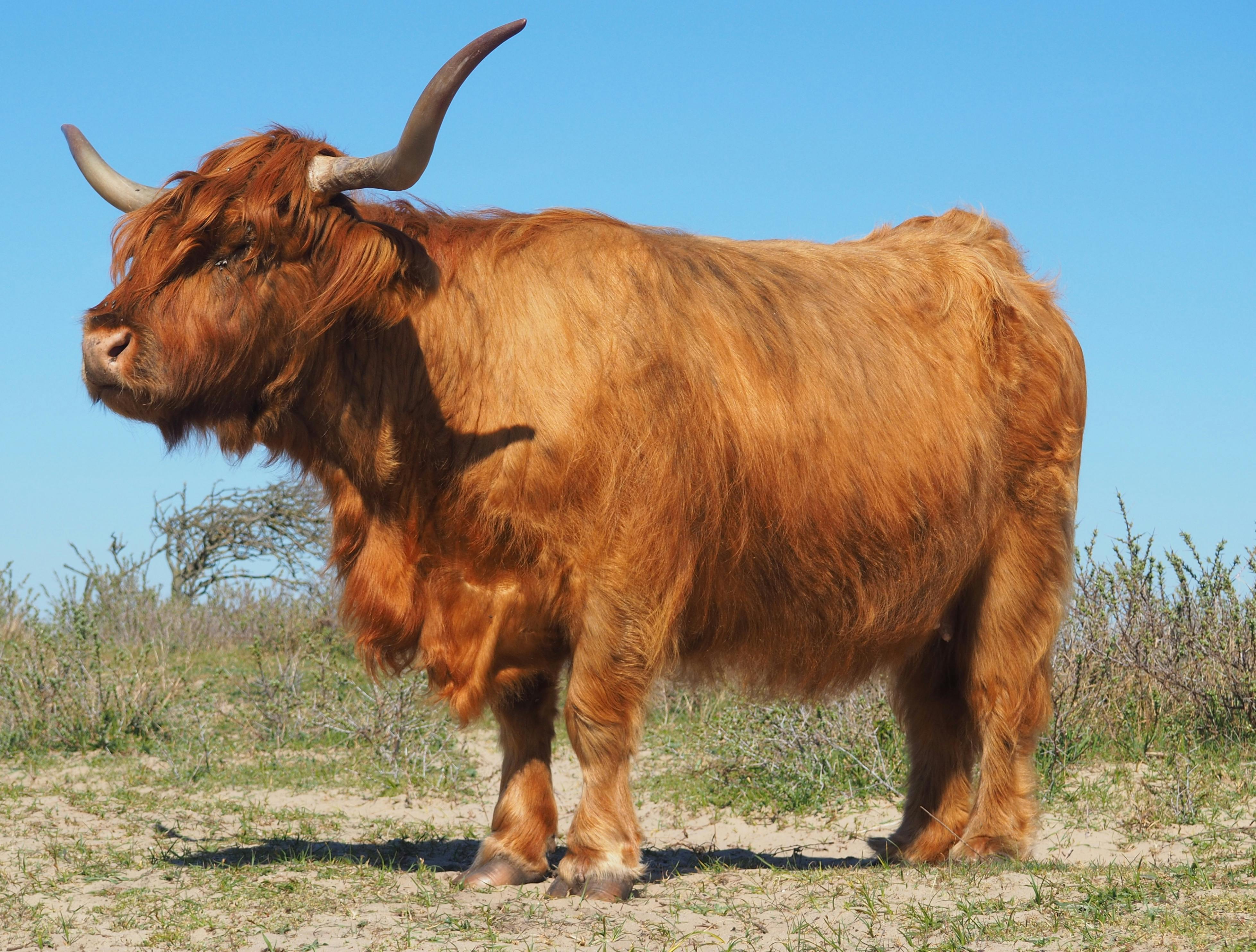 Brown Bull Standing in Green Grass Field at Daytime Photography · Free ...