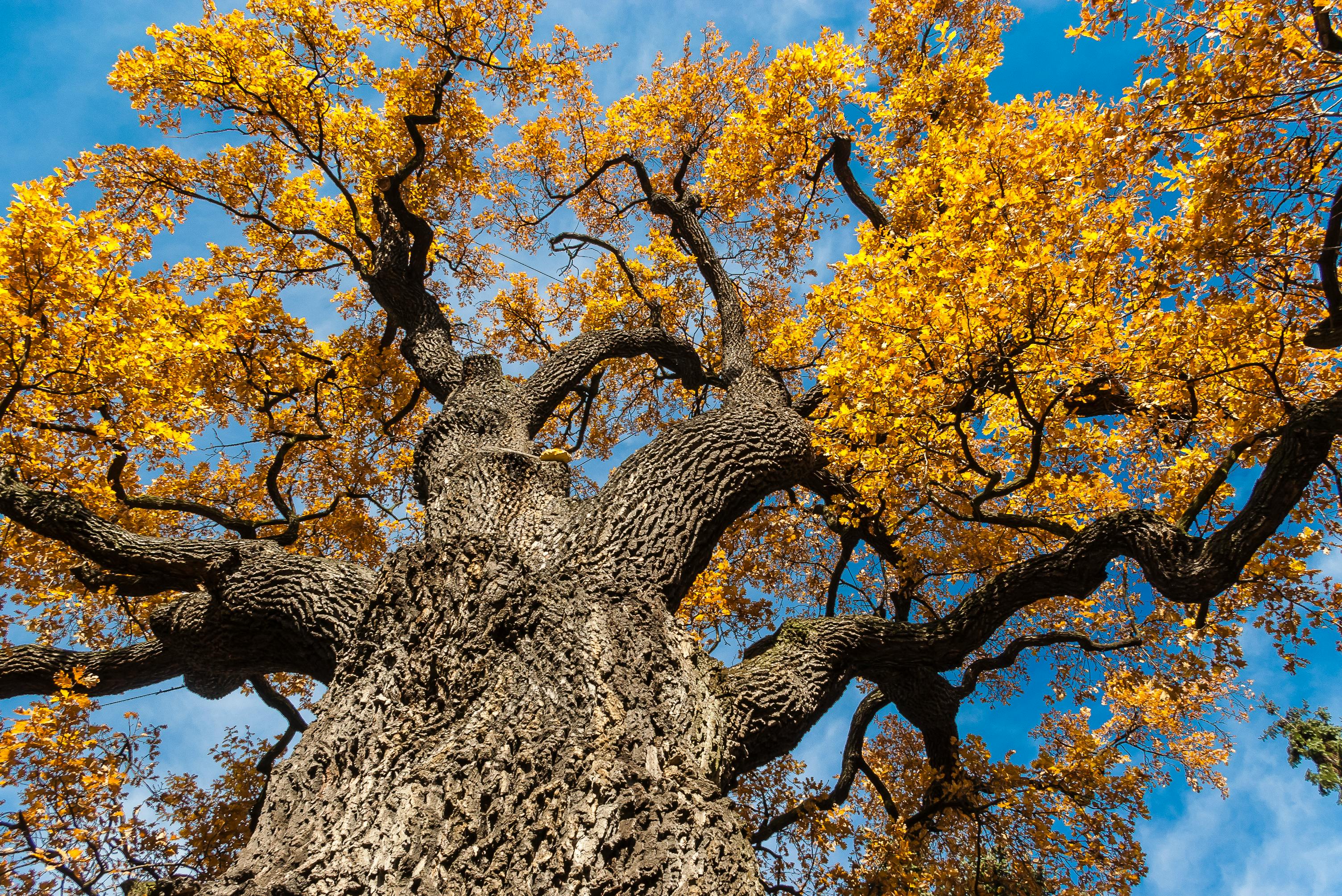 Photo of a Tree With Yellow Leaves · Free Stock Photo