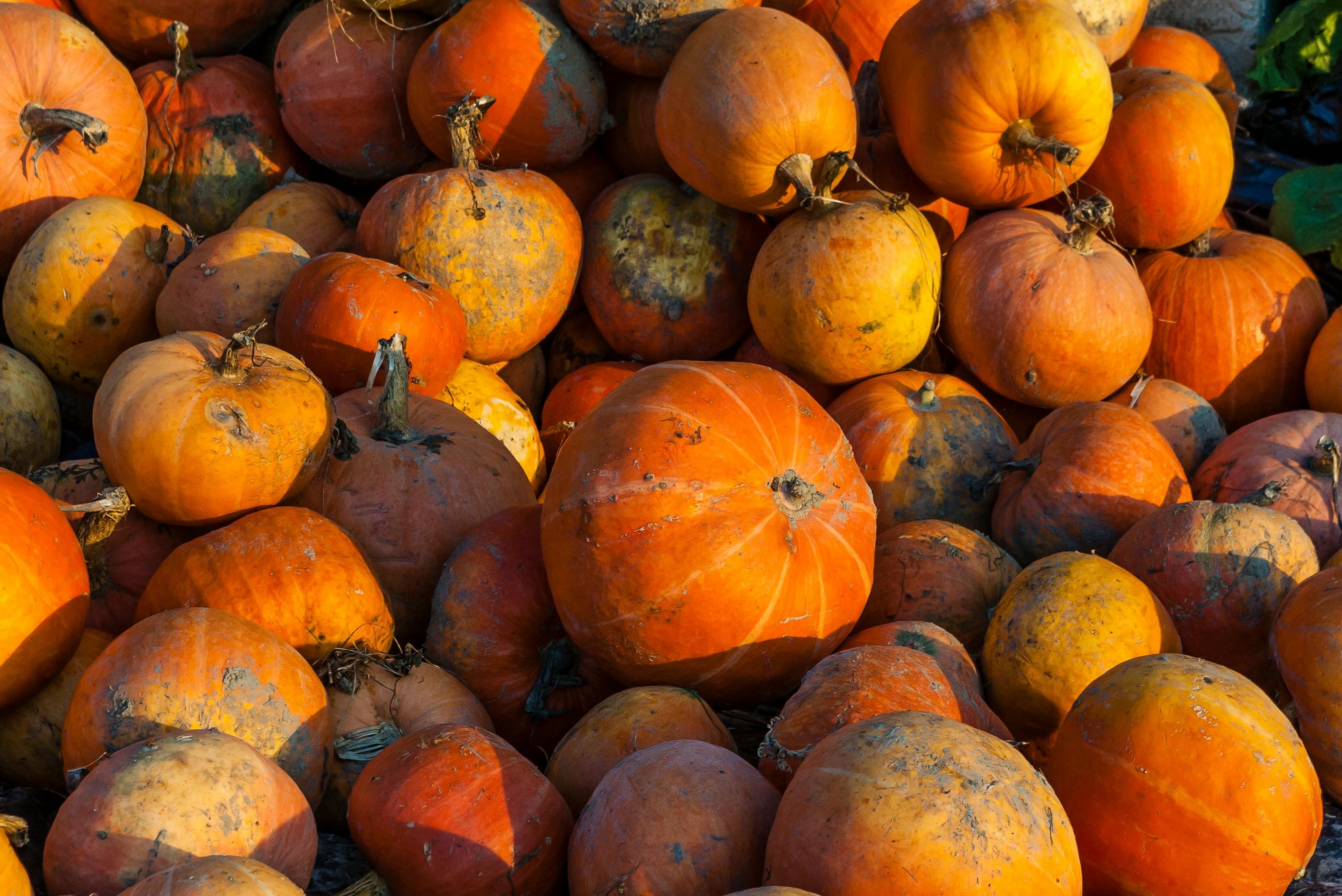 A Pile of Pumpkins · Free Stock Photo