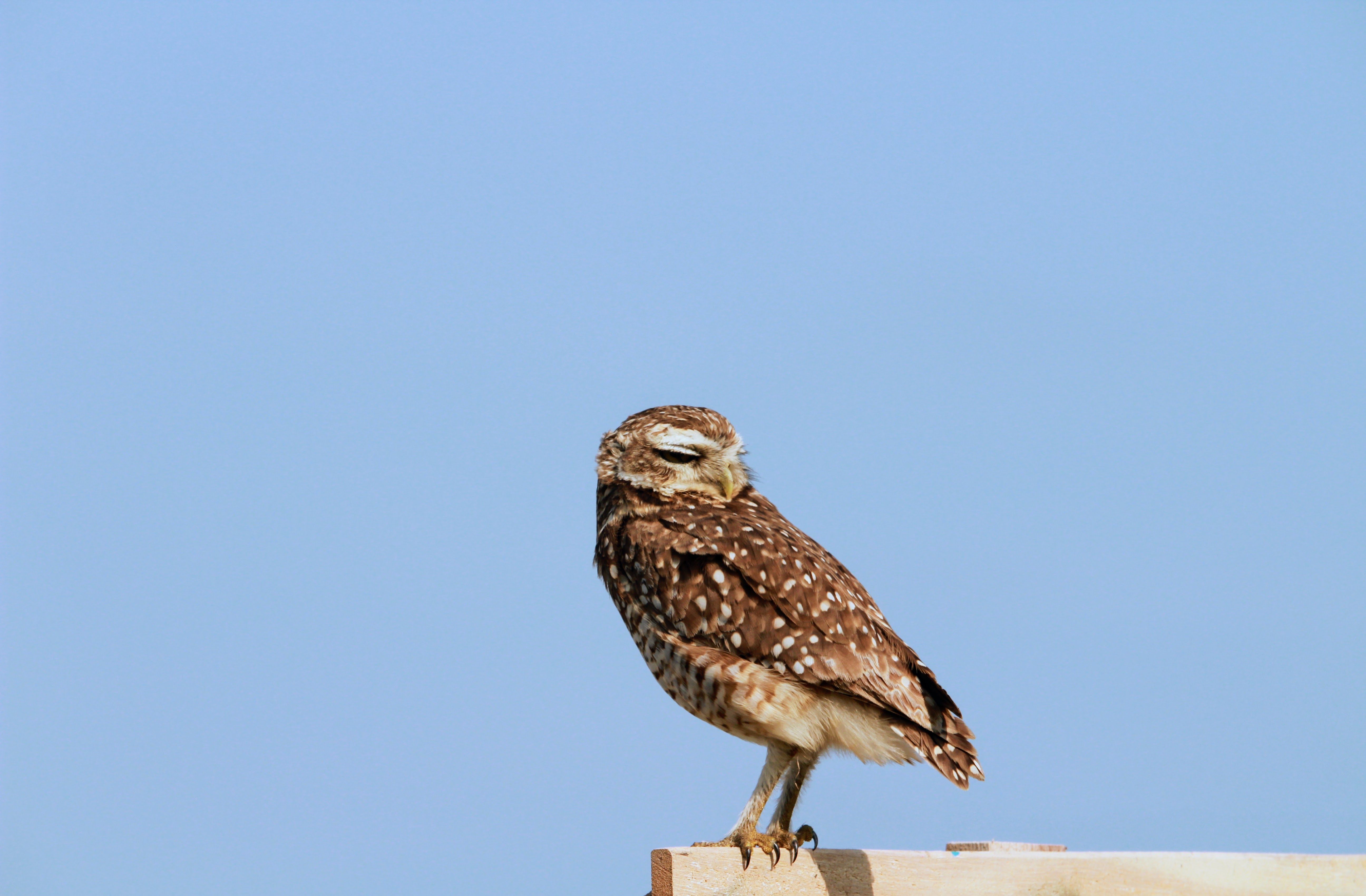 Bird Memo Photos, Download Free Bird Memo Stock Photos & HD Images