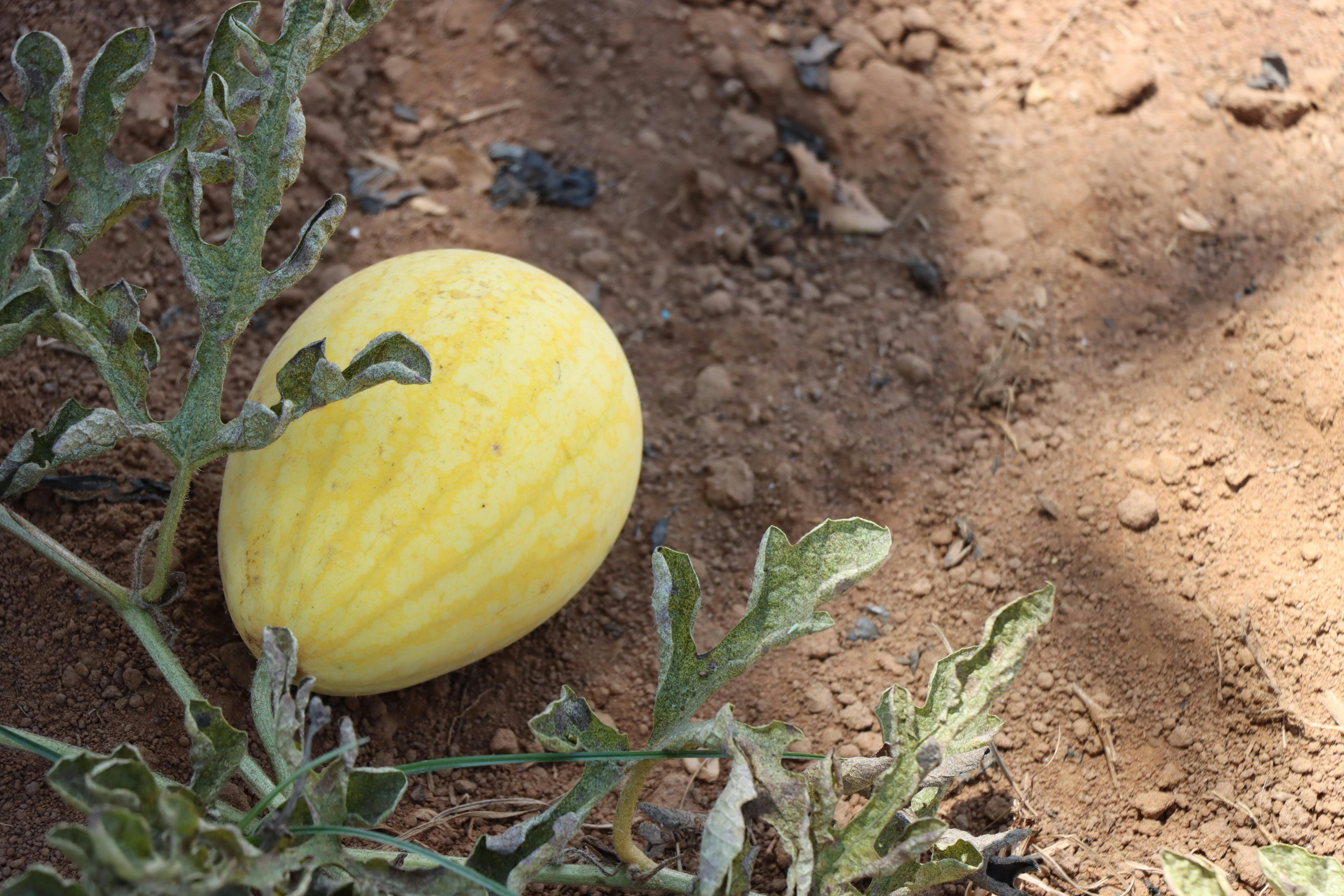 Colocynth on the Ground · Free Stock Photo