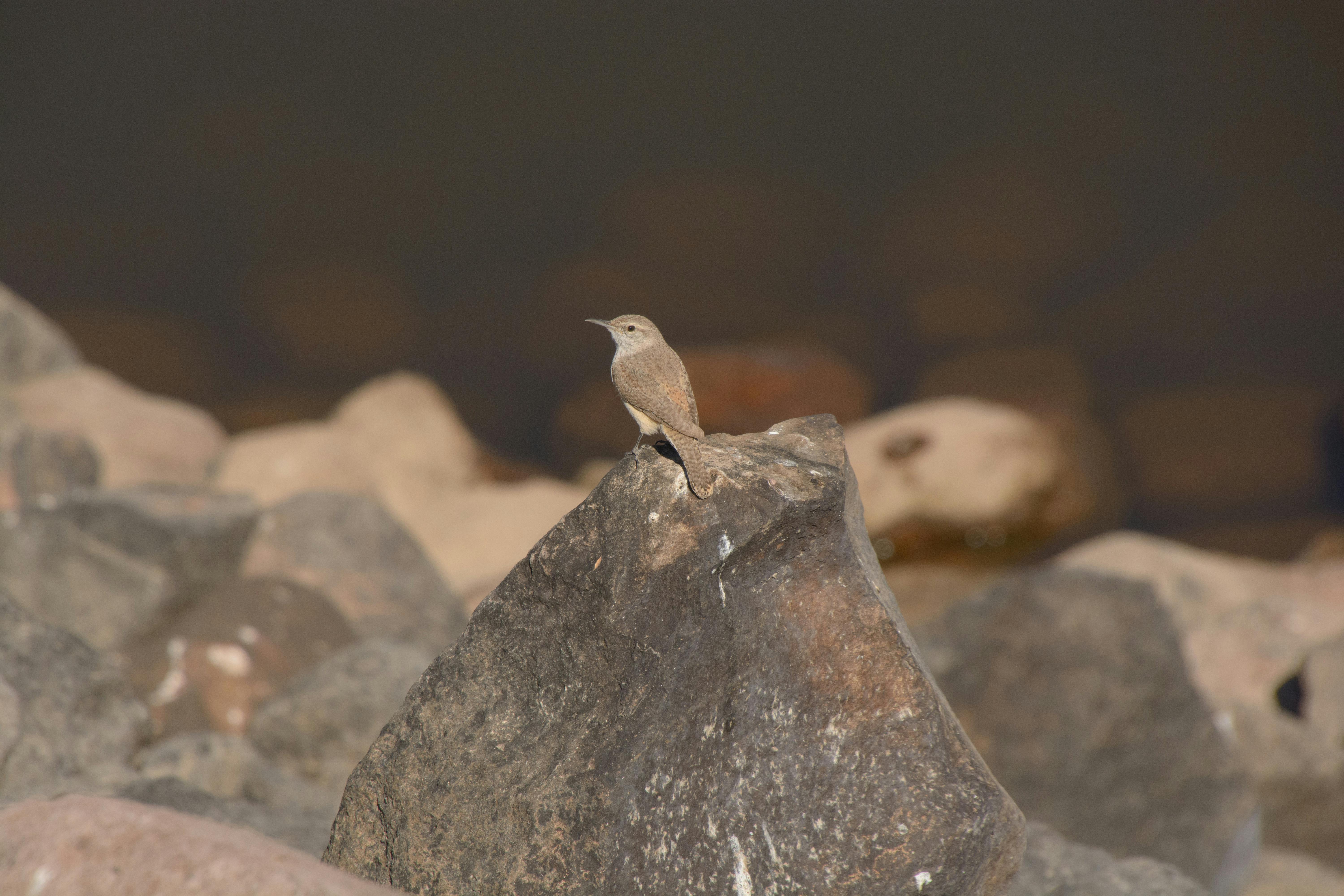 Photo of Bird on Mossy Rock · Free Stock Photo