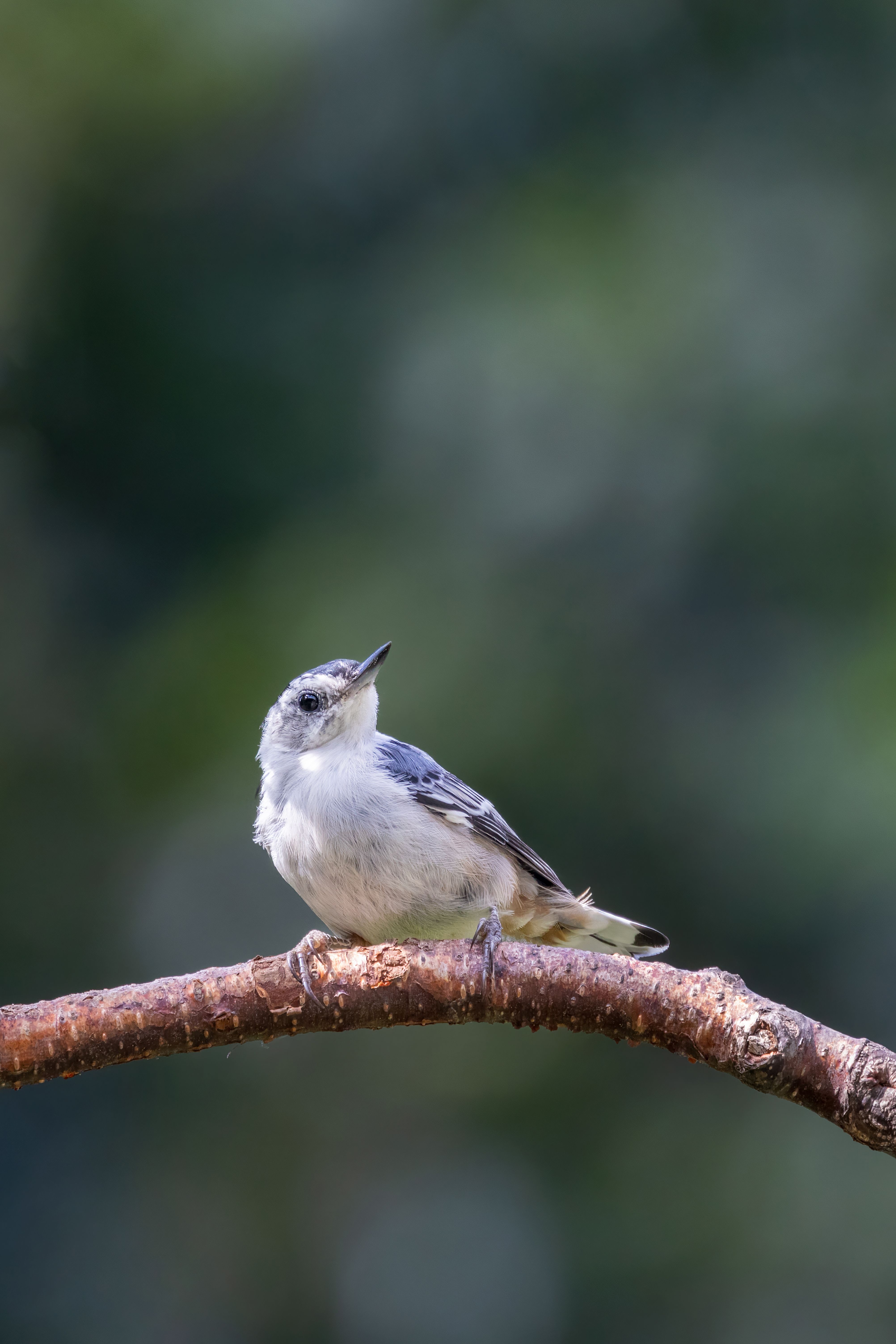 White-breasted Nuthatch Bird in Close-up Photography · Free Stock Photo