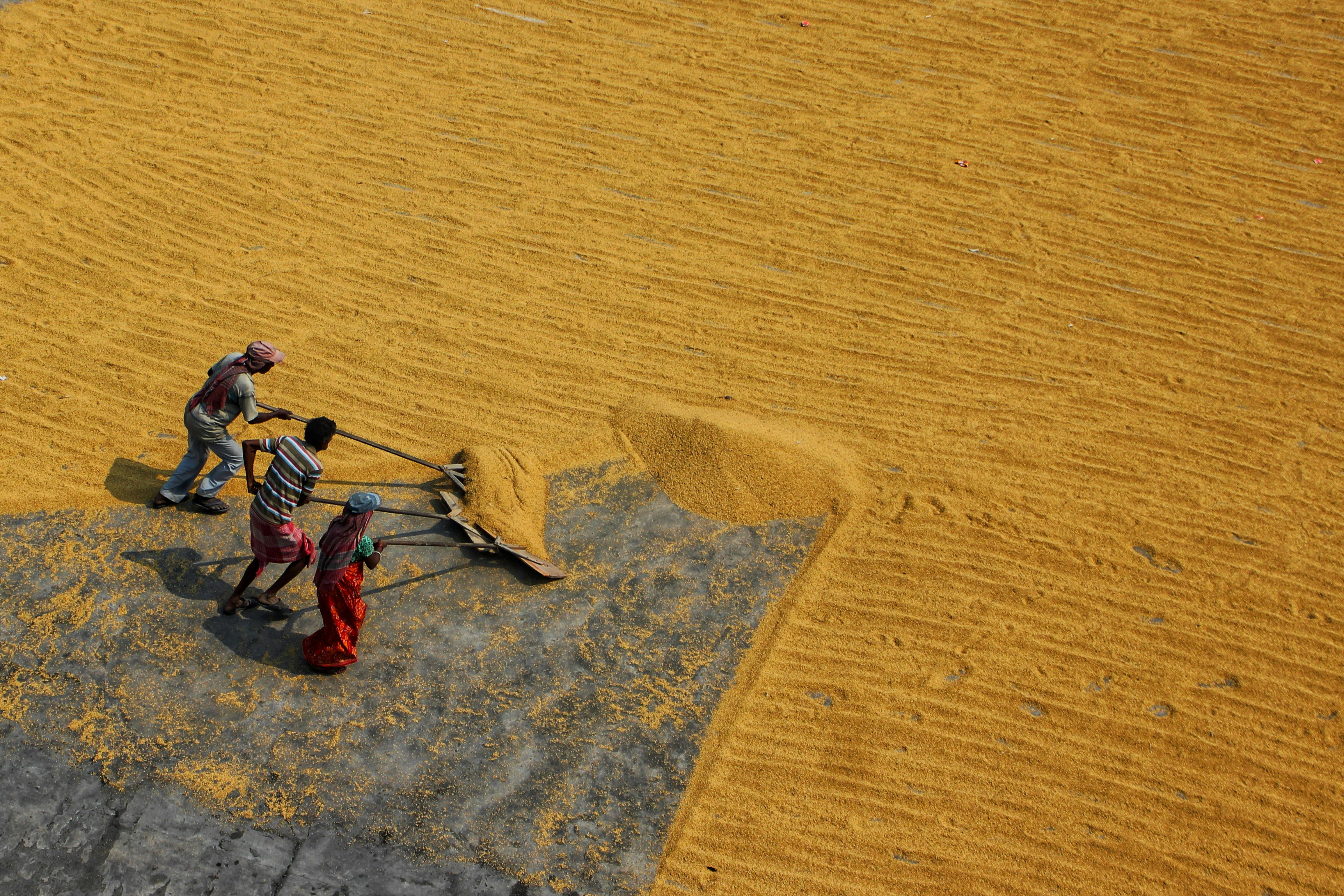 Aerial View of People Working on a Rice Drying Field · Free Stock Photo