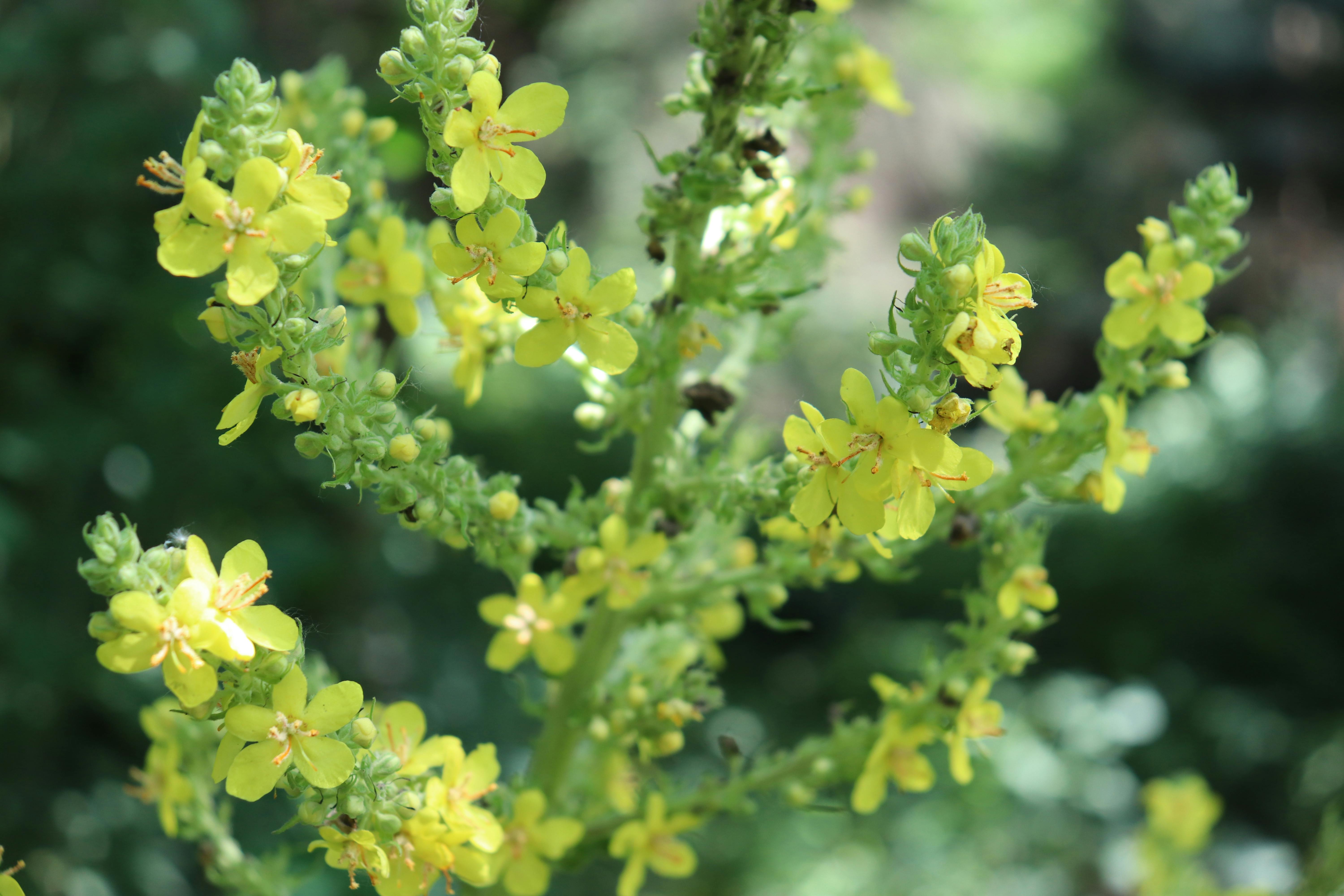 Erej Ocselo - Fotografía