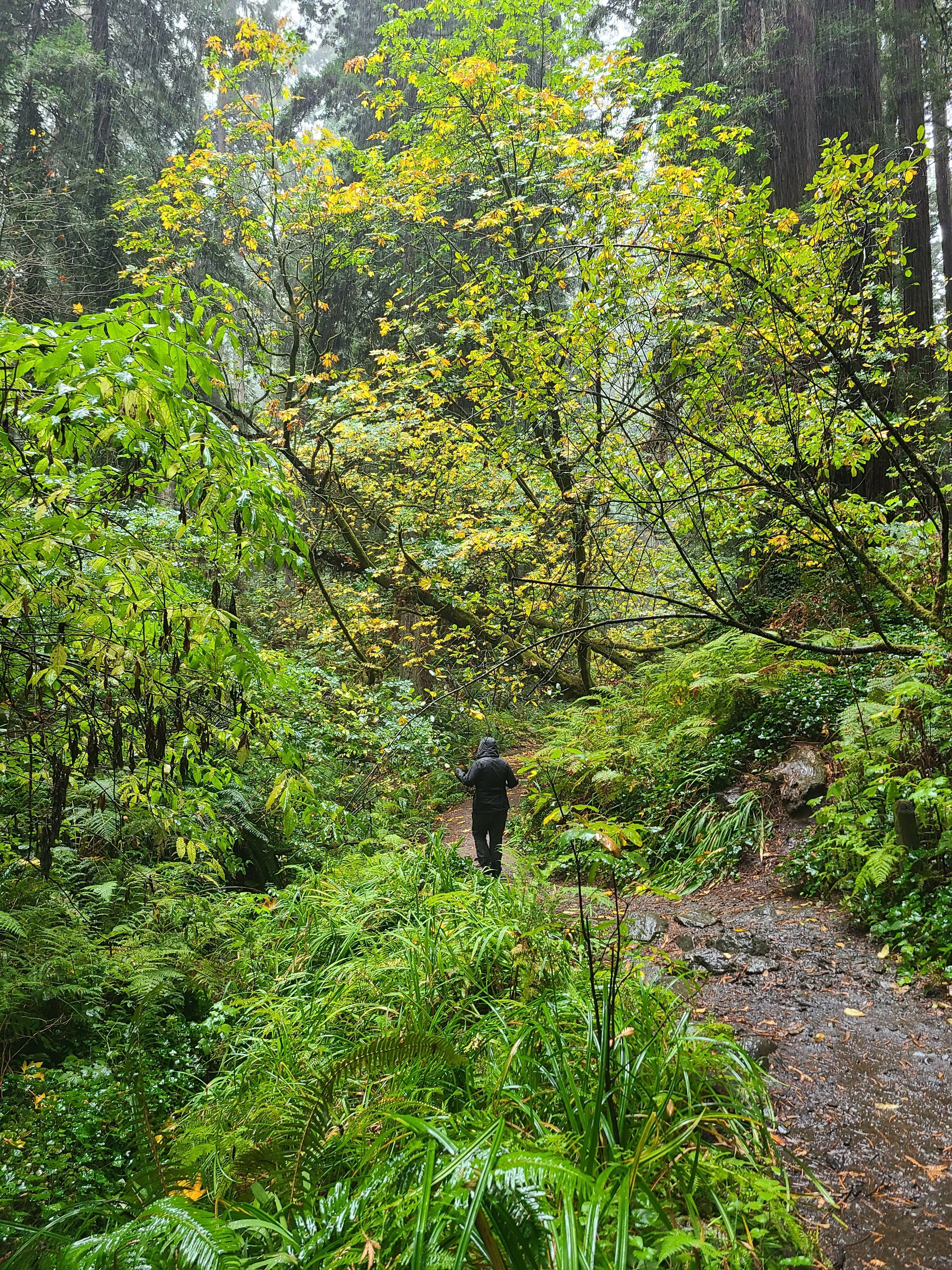 Person Walking in a Forest · Free Stock Photo