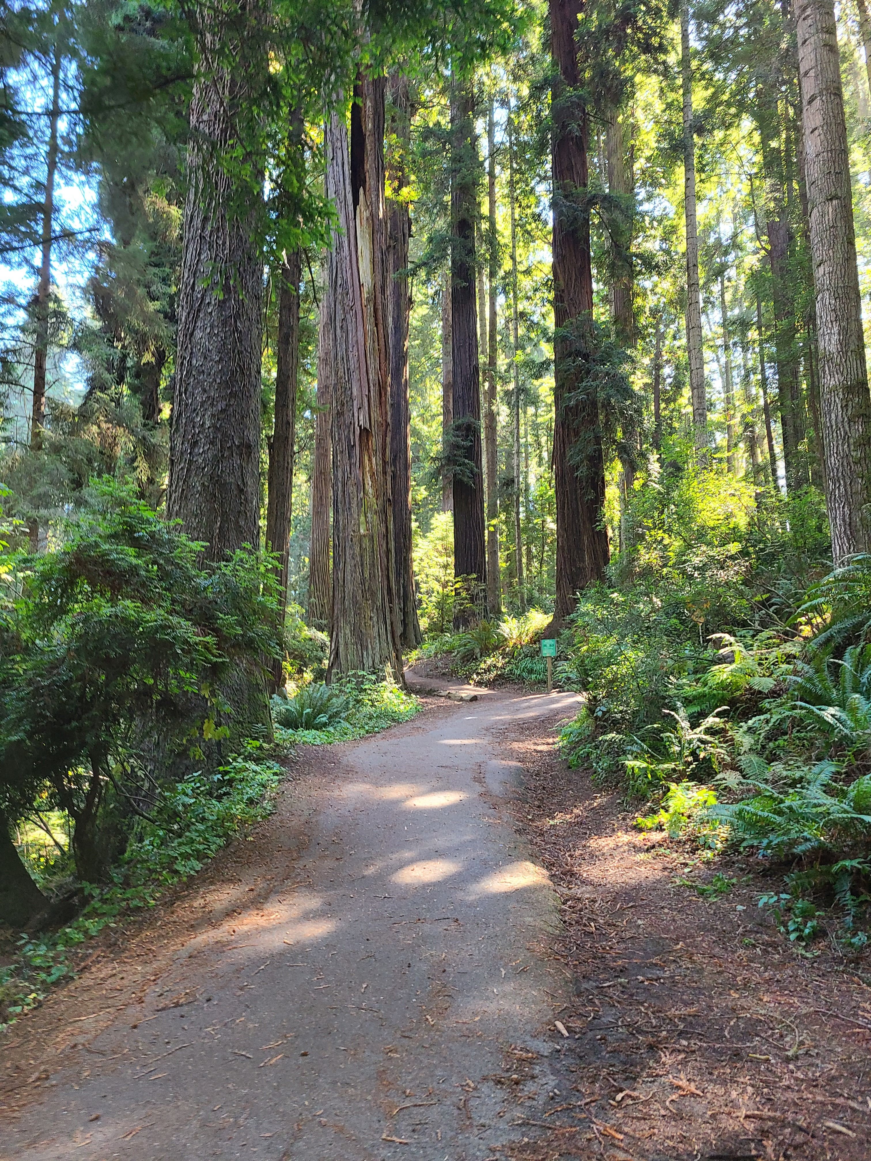A Path in the Forest · Free Stock Photo