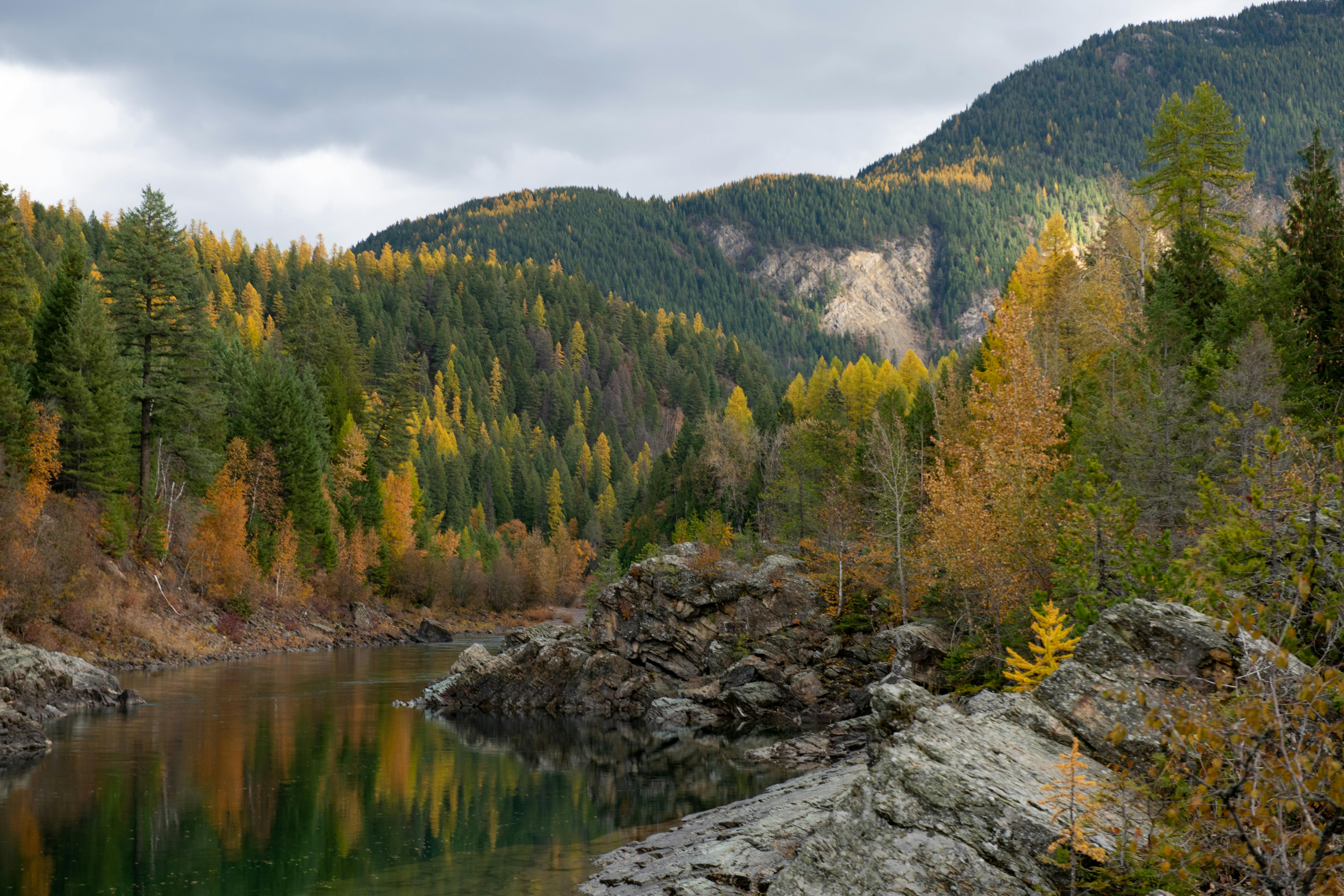 A River Between Trees on Mountain · Free Stock Photo