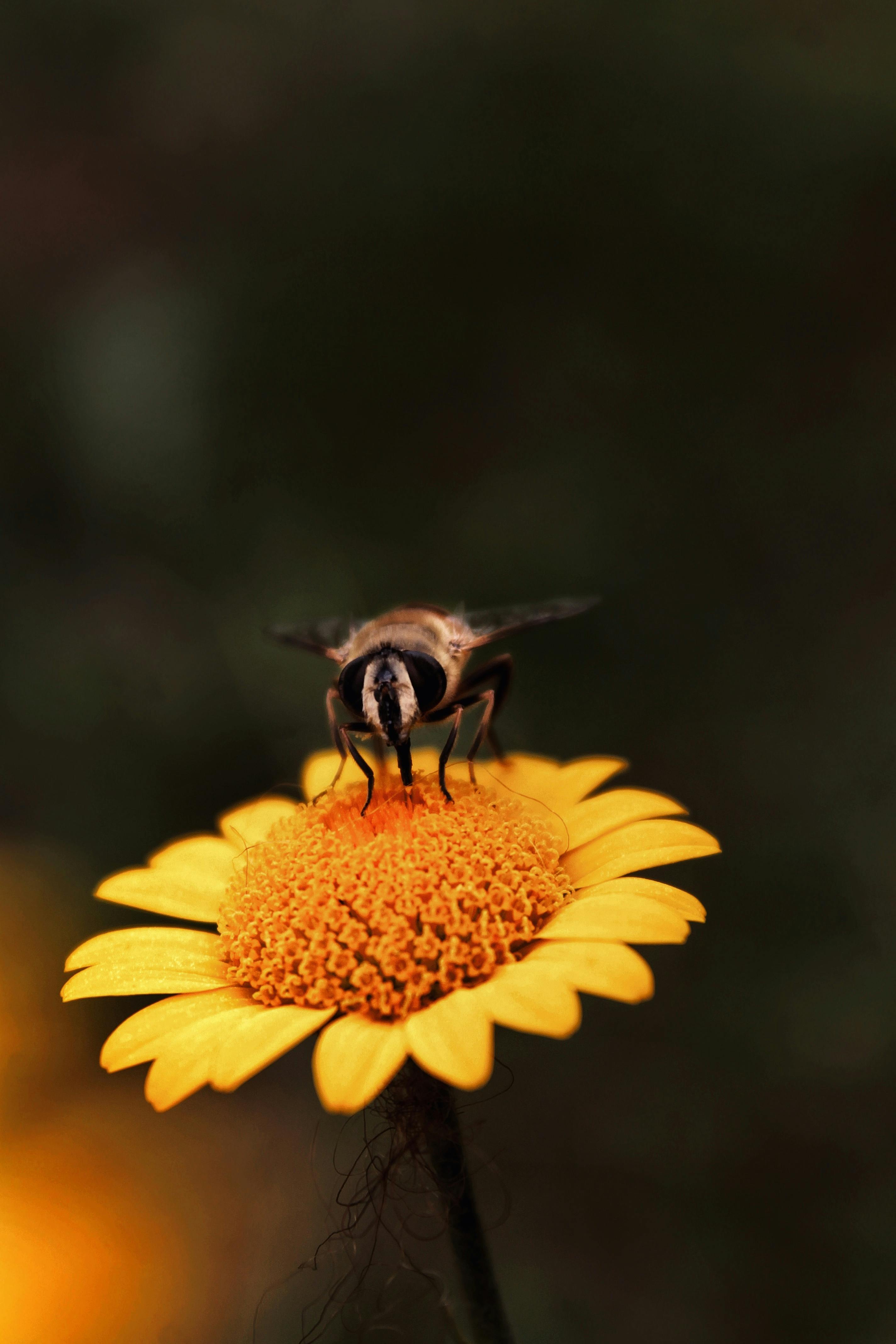 Hubungan Symbiosis Photos, Download The BEST Free Hubungan Symbiosis ...