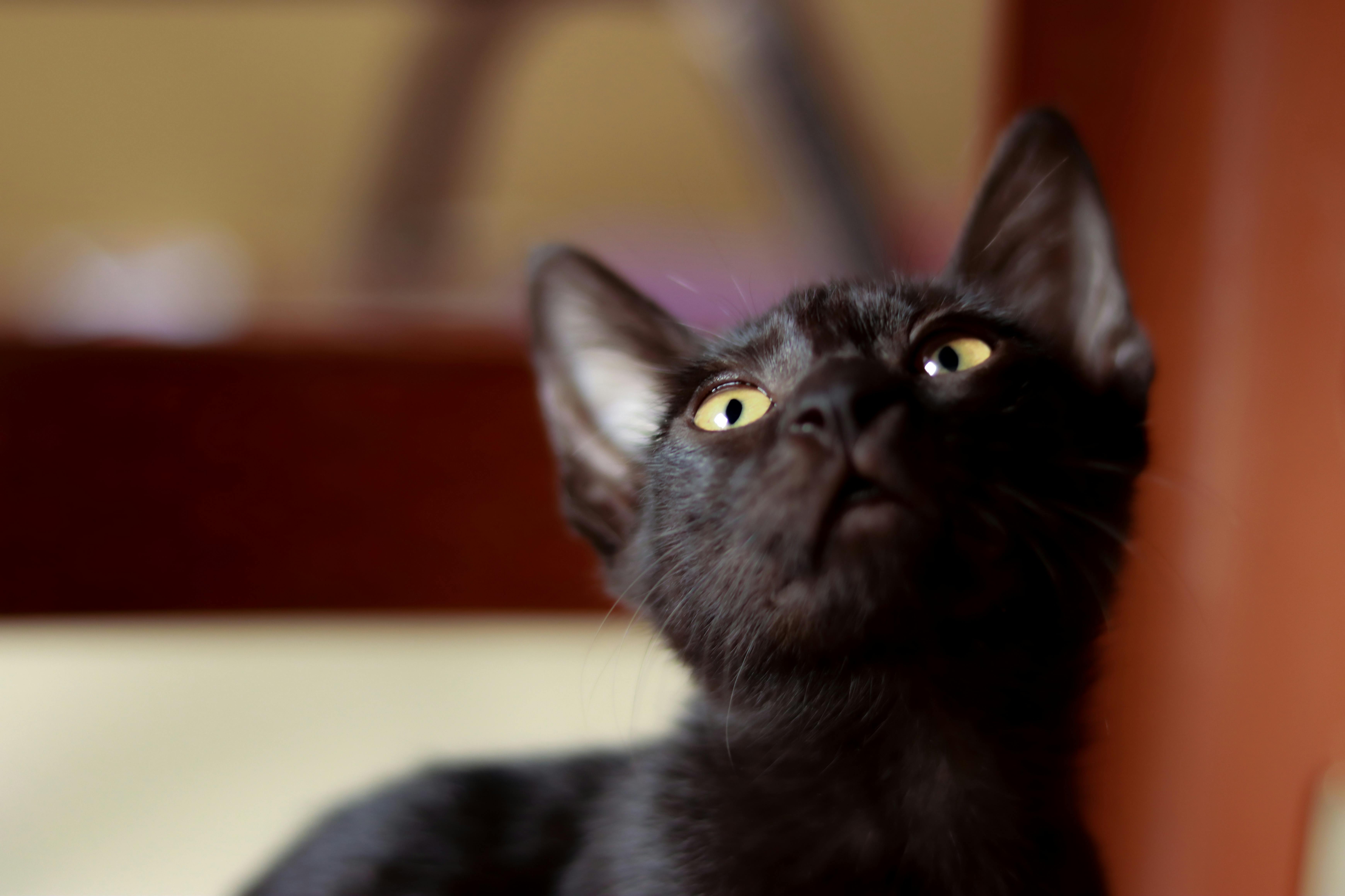 Subarna Khorshed - 사진