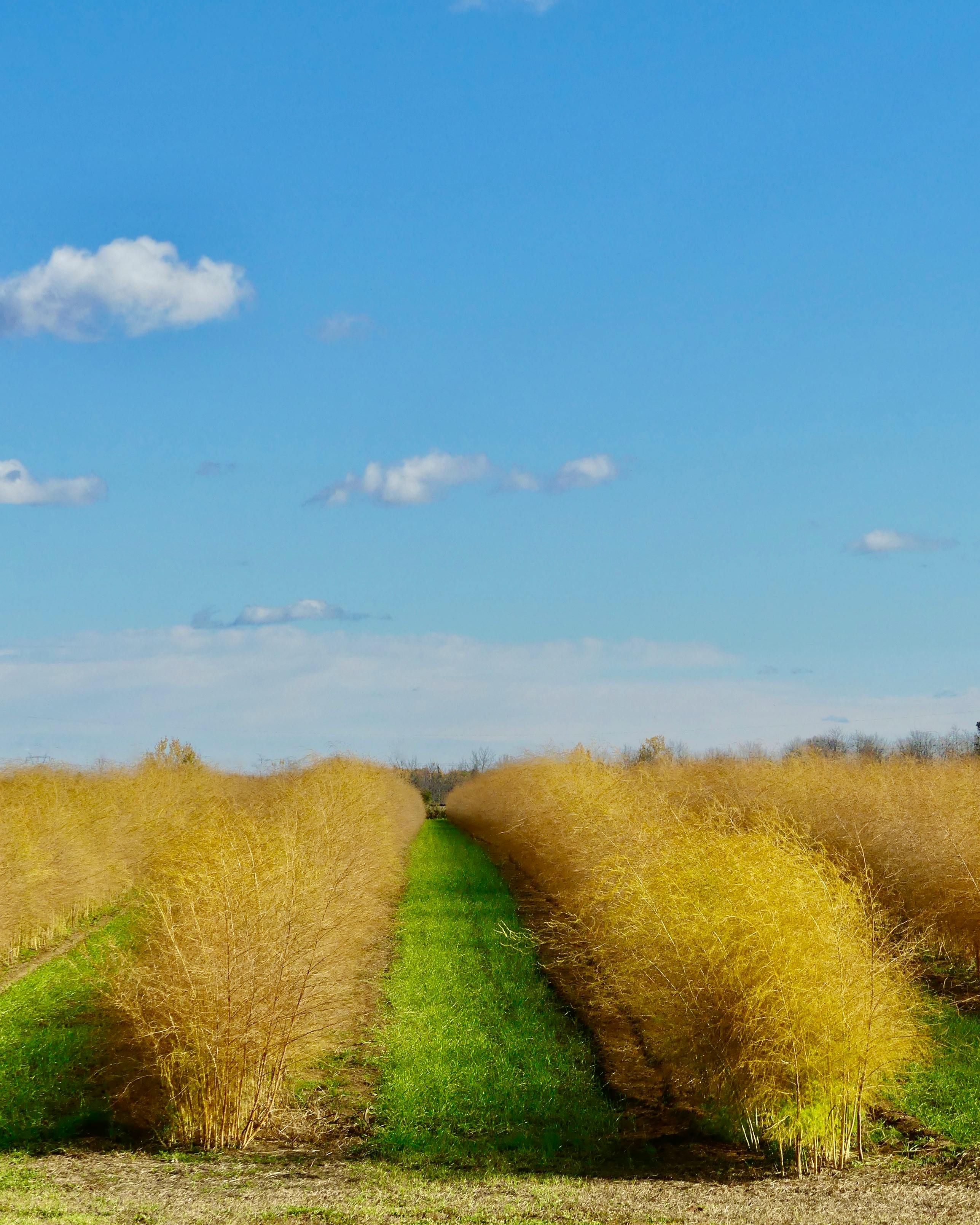 Cropland under Blue Sky · Free Stock Photo