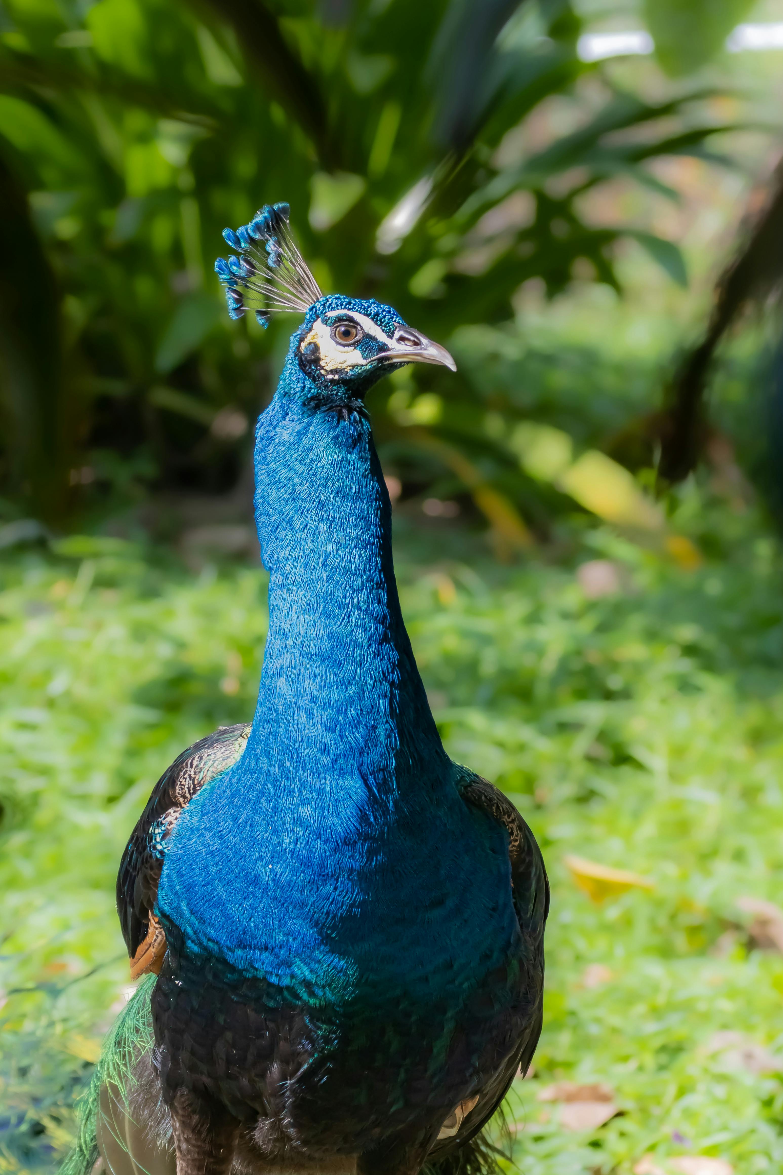 Blue Peafowl Standing on Green Field · Free Stock Photo