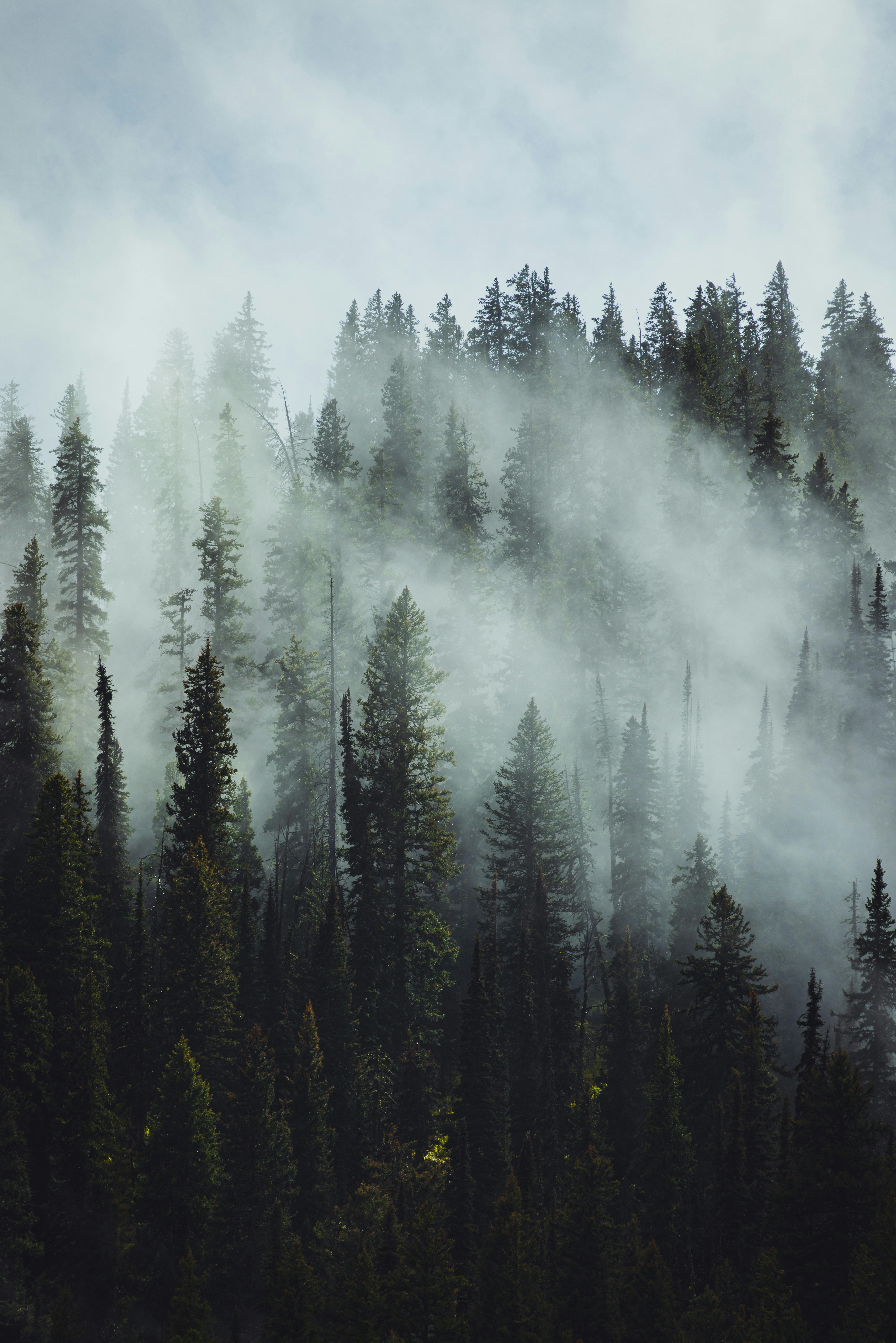 Photo of a Foggy Forest · Free Stock Photo