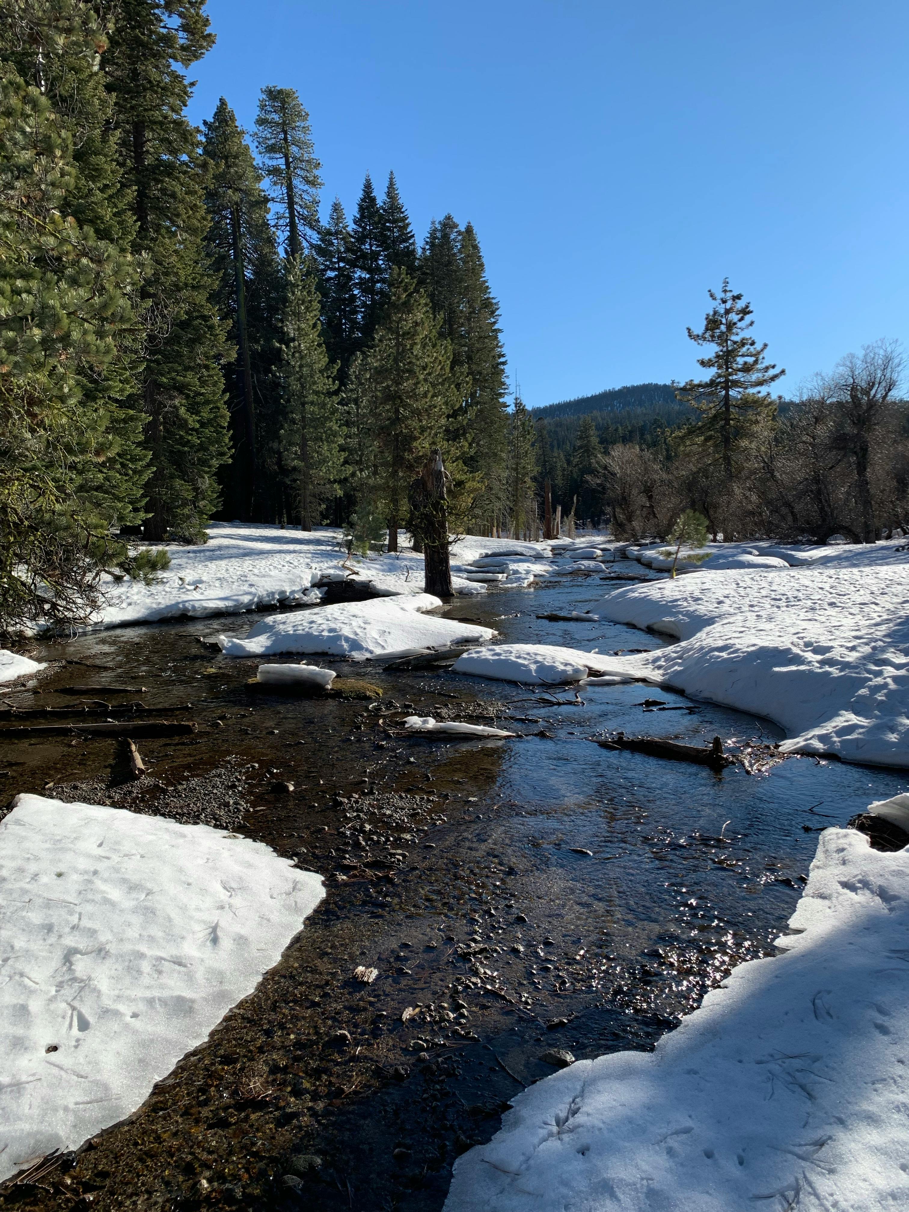 River Flowing through Snow on Forest Edge · Free Stock Photo