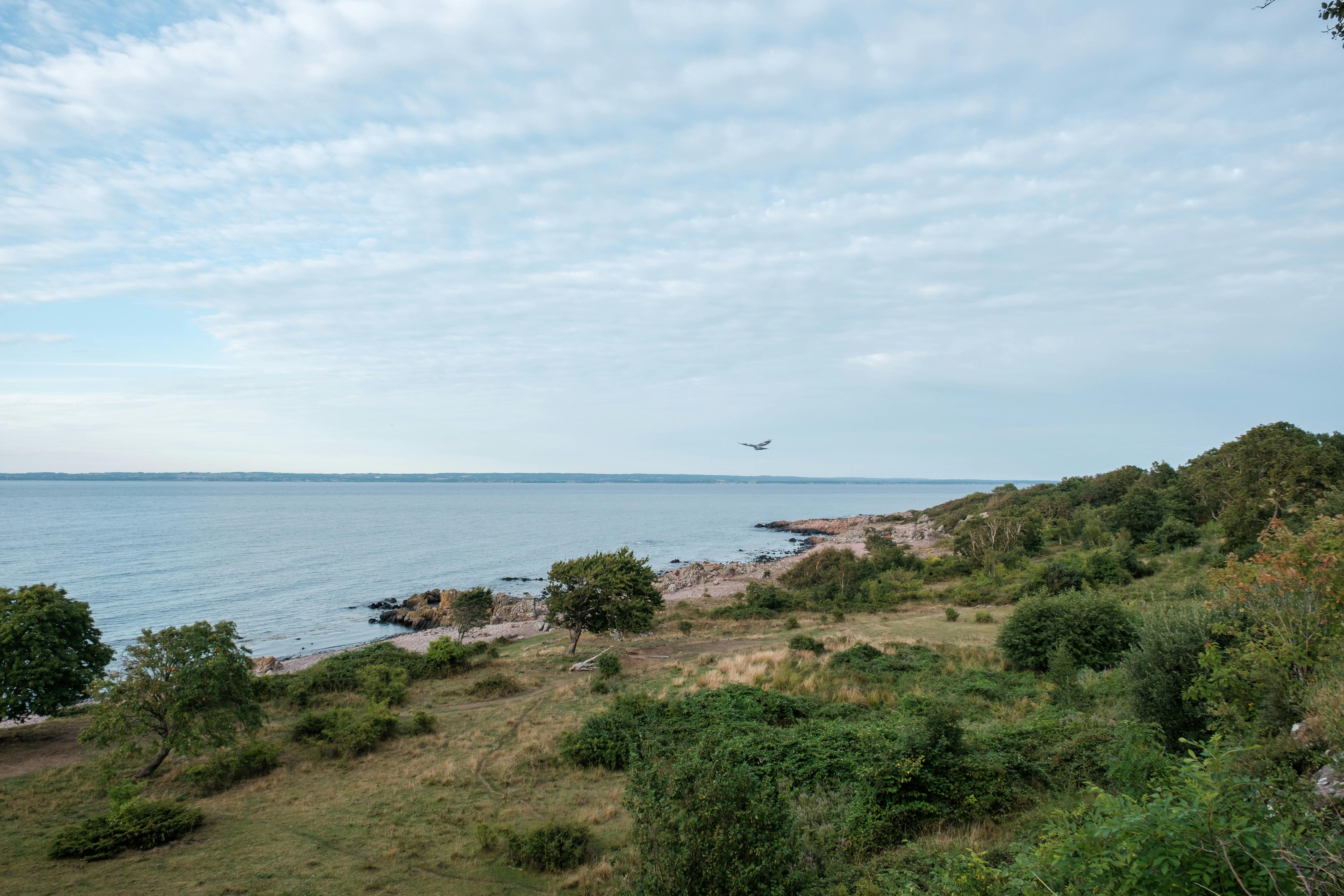 Green Trees Beside the Ocean · Free Stock Photo