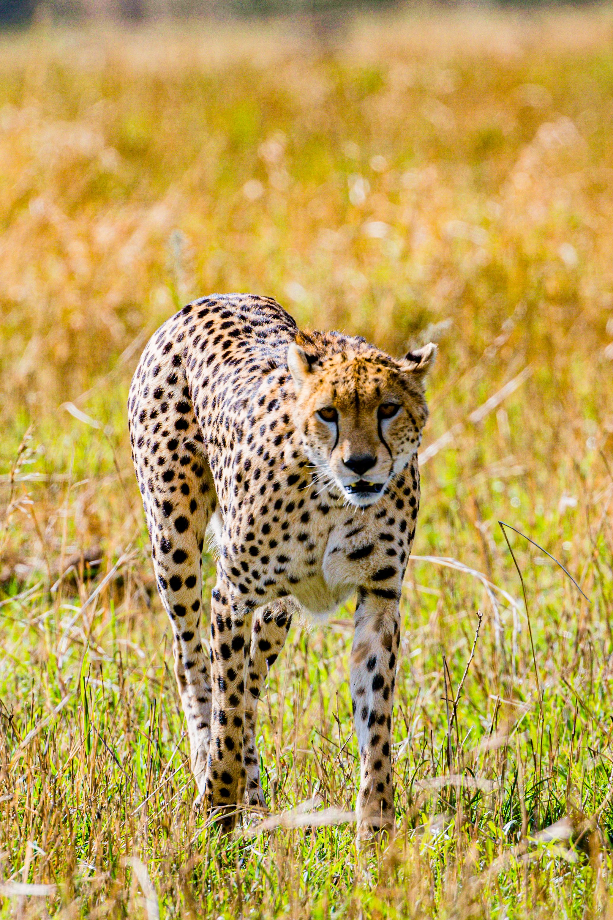 Cheetah Animal Vertical Photos, Download The BEST Free Cheetah Animal ...