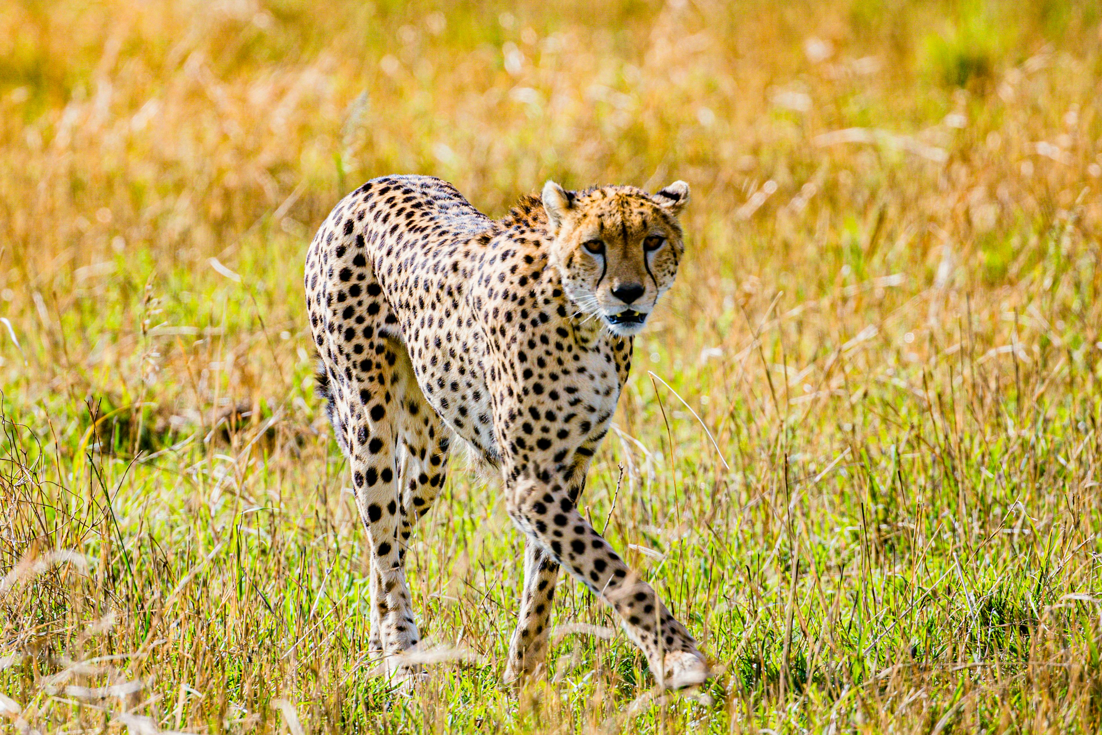 Cheetah Sitting on Grass Field · Free Stock Photo