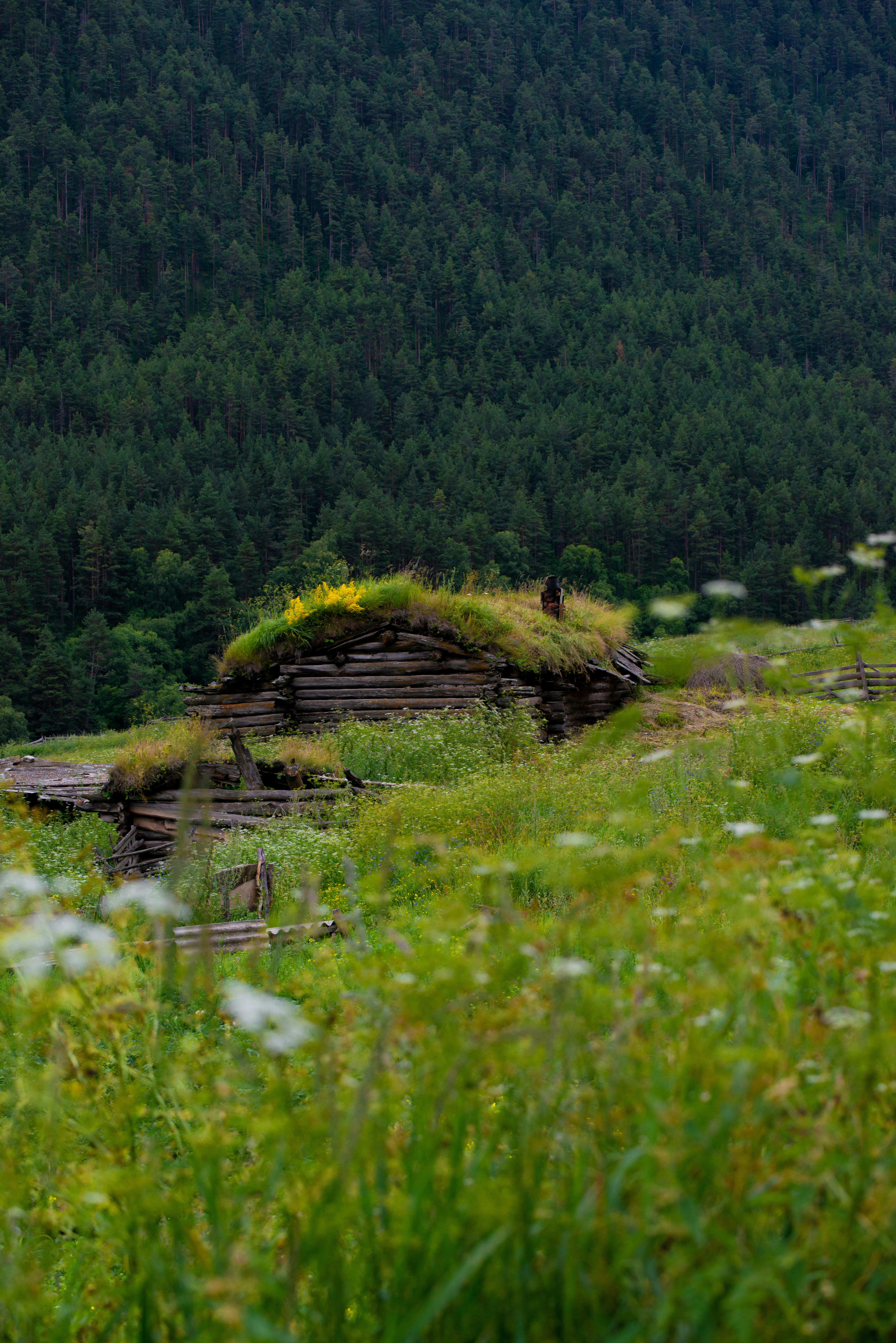 Grass on Roof of Wooden Building in Countryside · Free Stock Photo