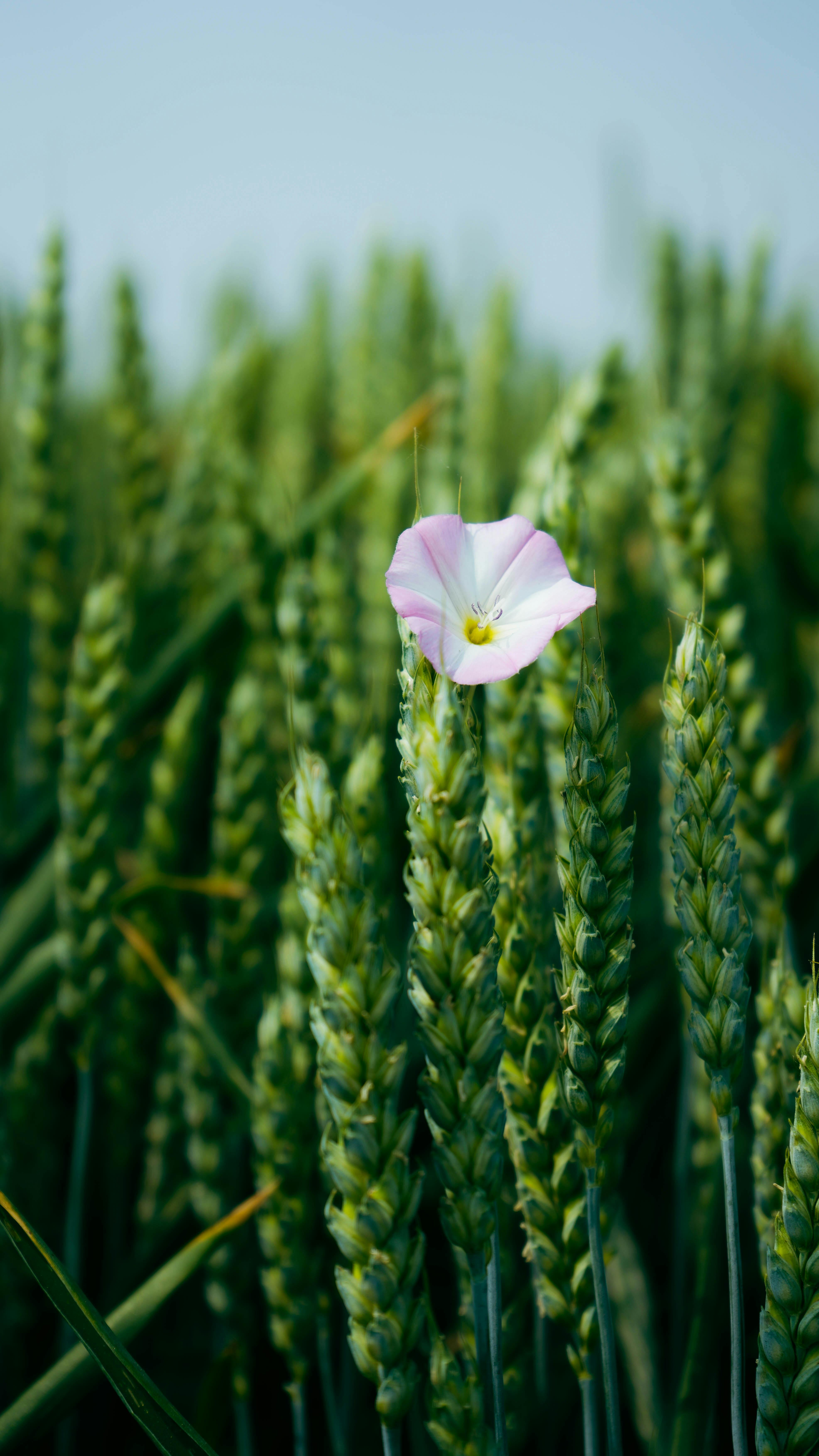 Pink Flower Blooming on Wheat Field · Free Stock Photo