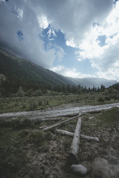 Forest Under Cloudy Sky · Free Stock Photo Forest Under Cloudy Sky · Free Stock Photo