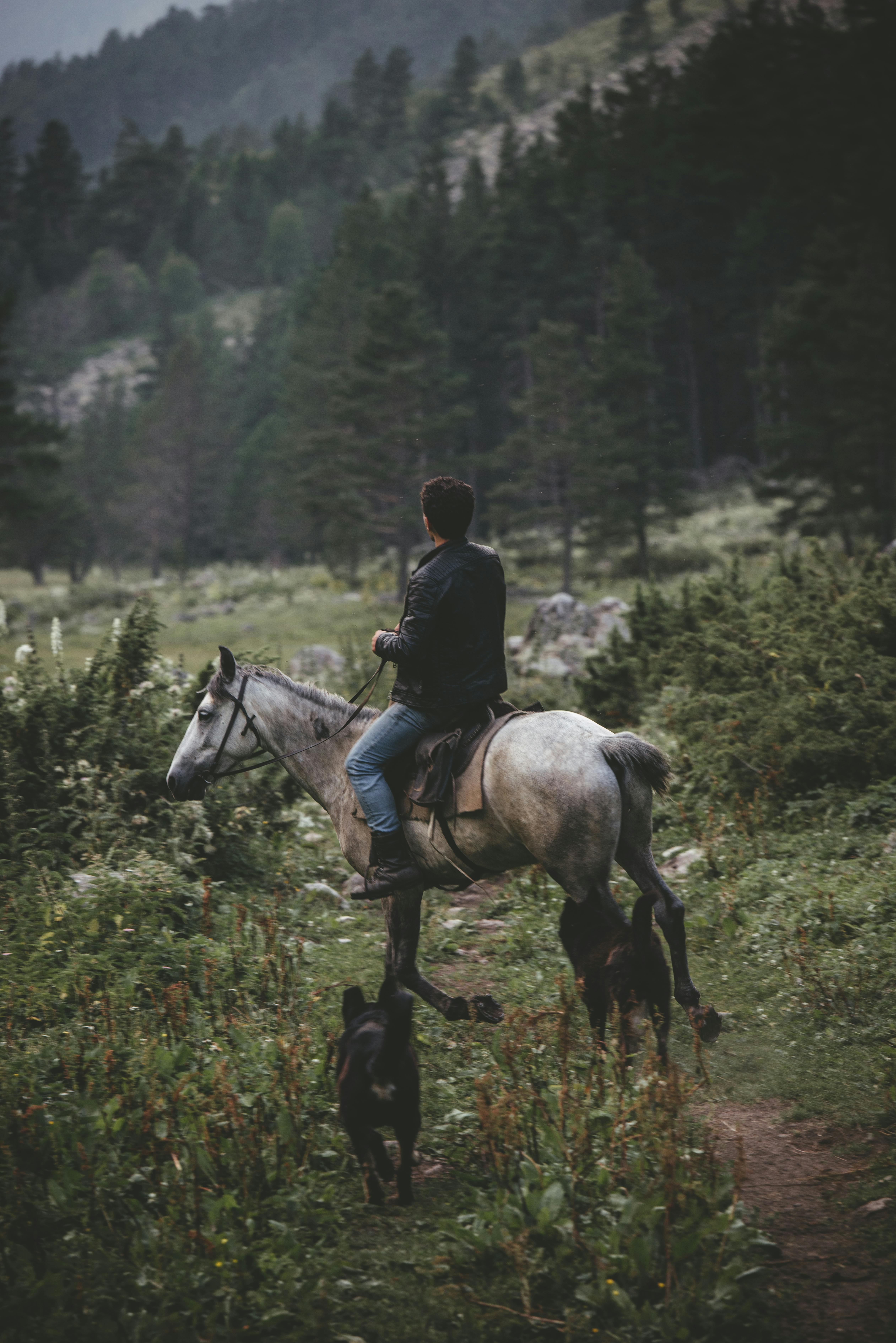 Person on Horse and with Dog among Trees · Free Stock Photo