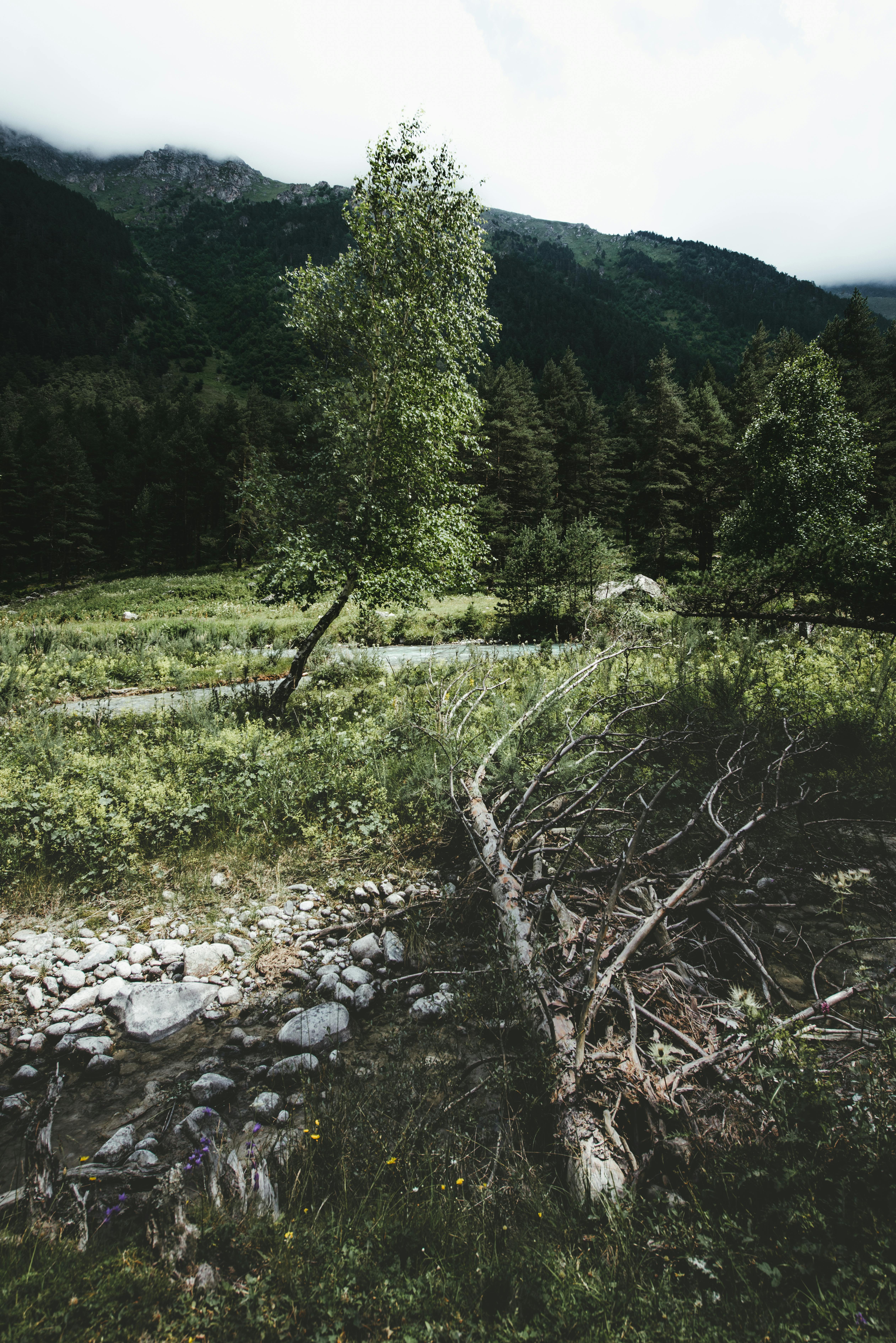 Trees Near River · Free Stock Photo