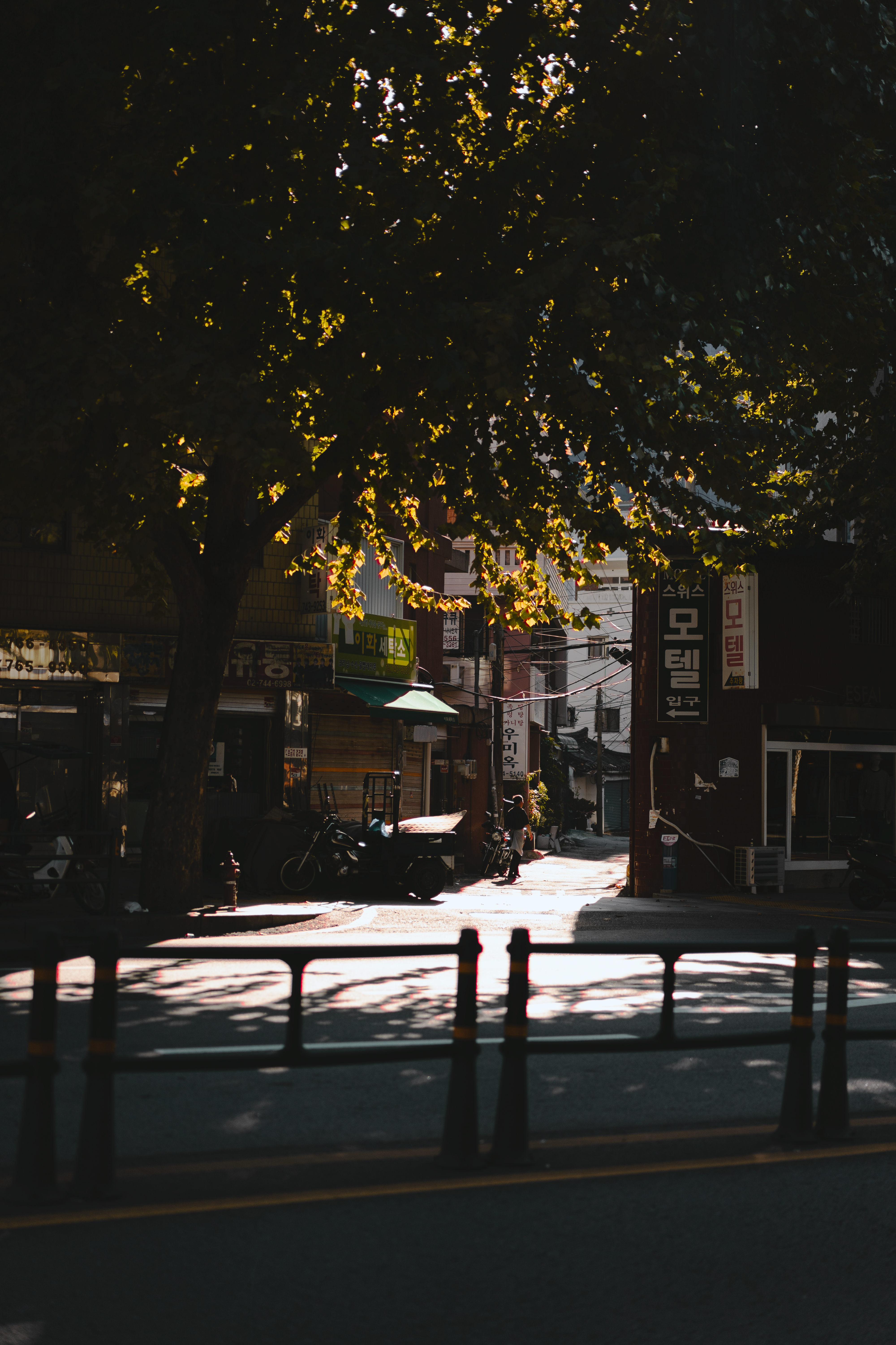 Trees and Shadow over Street in Town · Free Stock Photo