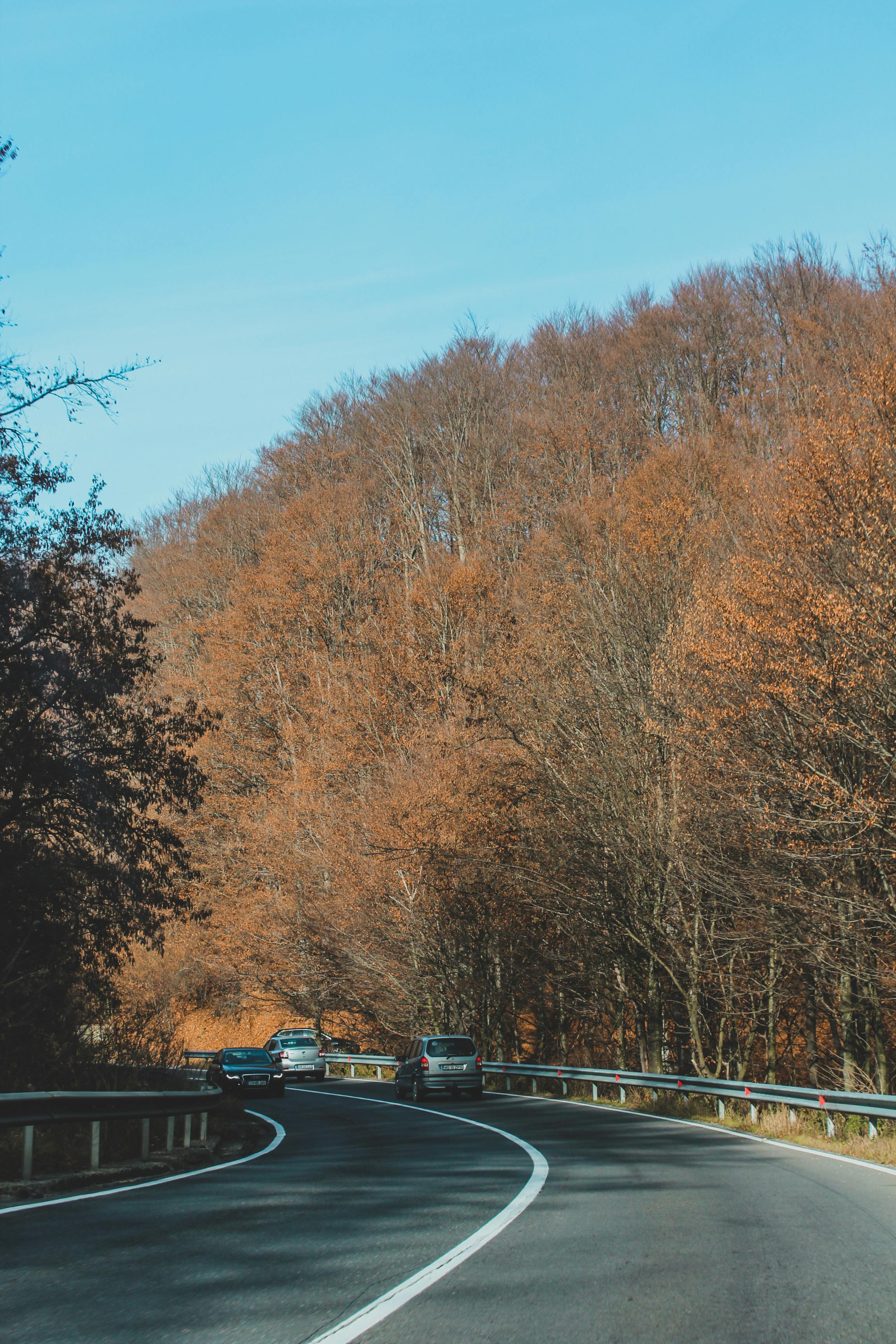 View of Green Trees Beside Road from a Vehicle Window · Free Stock Photo