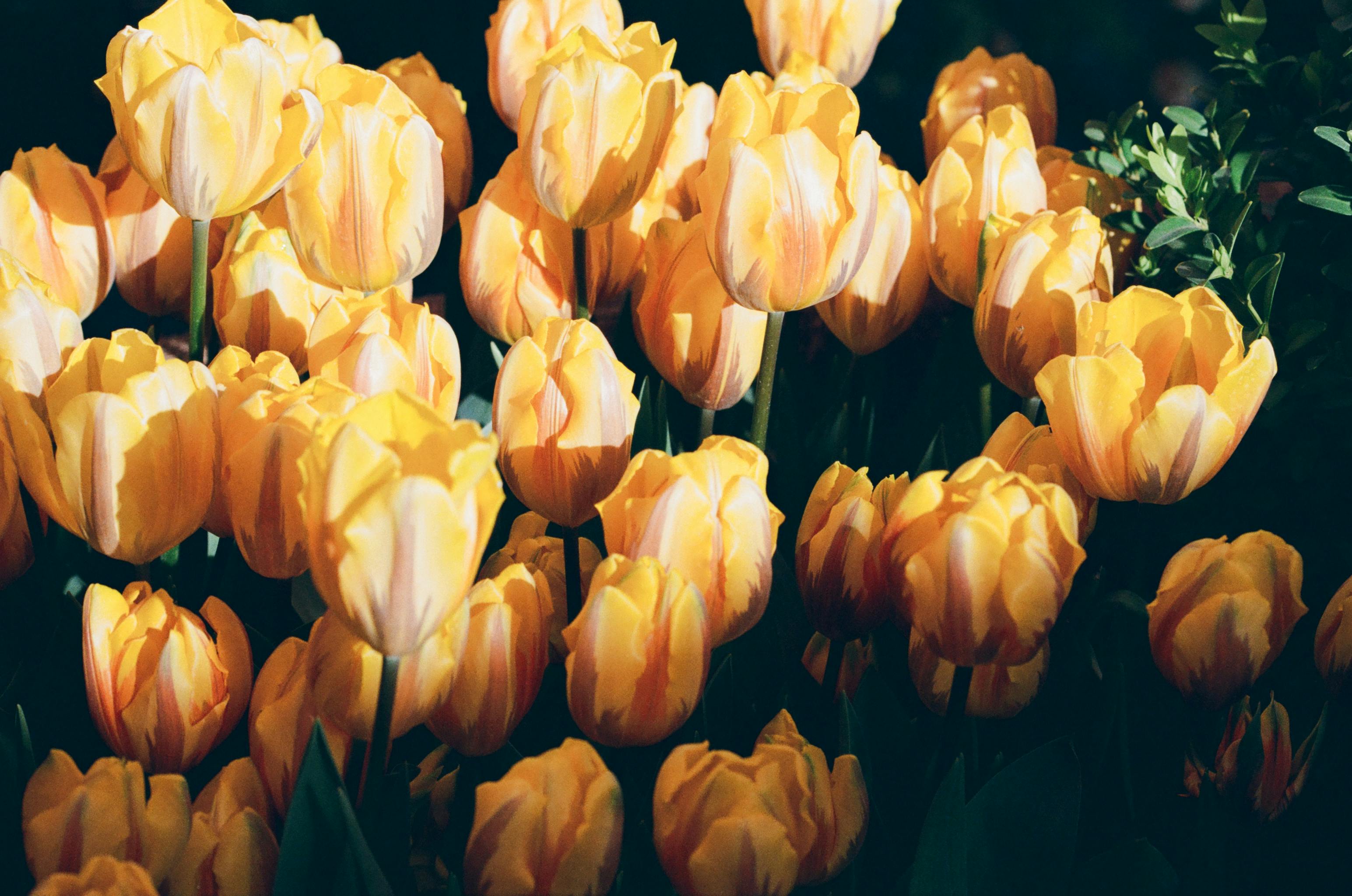 Beautiful Yellow Tulips · Free Stock Photo